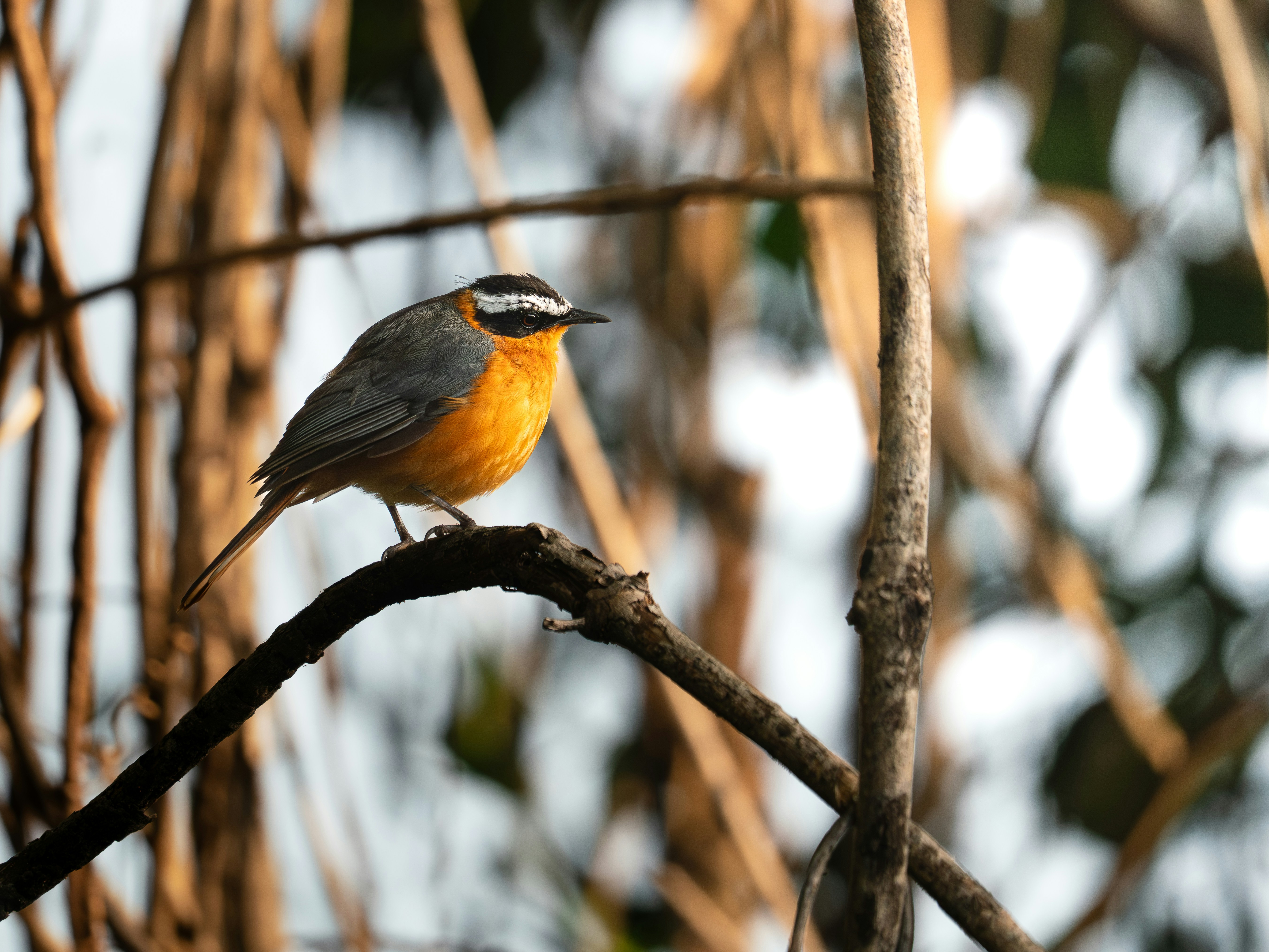 Orange-breasted Warbler in a Tangle of Branches