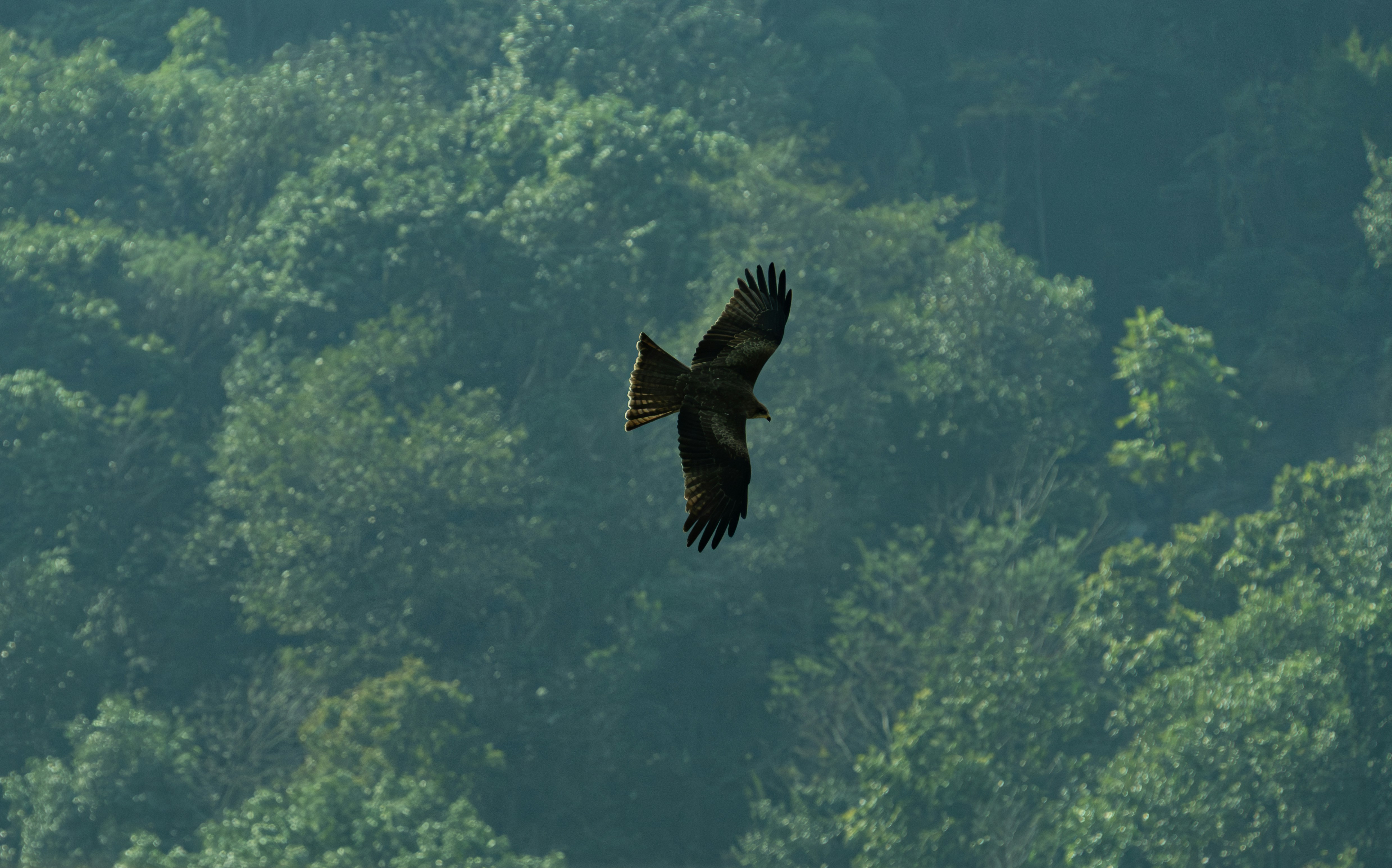 Midair Glide: A lone raptor against emerald canopy