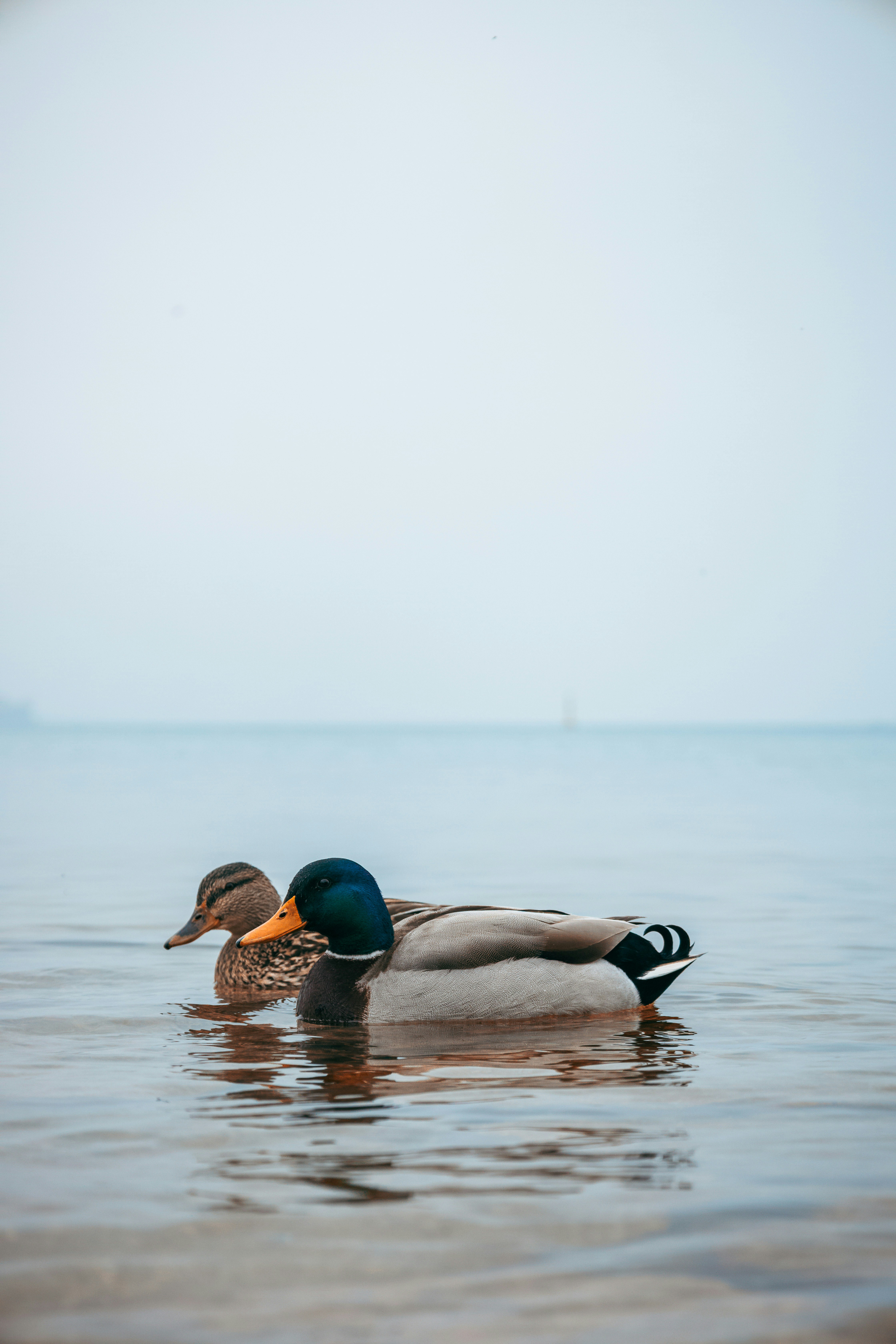 Pair of Mallards Drifting Across a Quiet Horizon