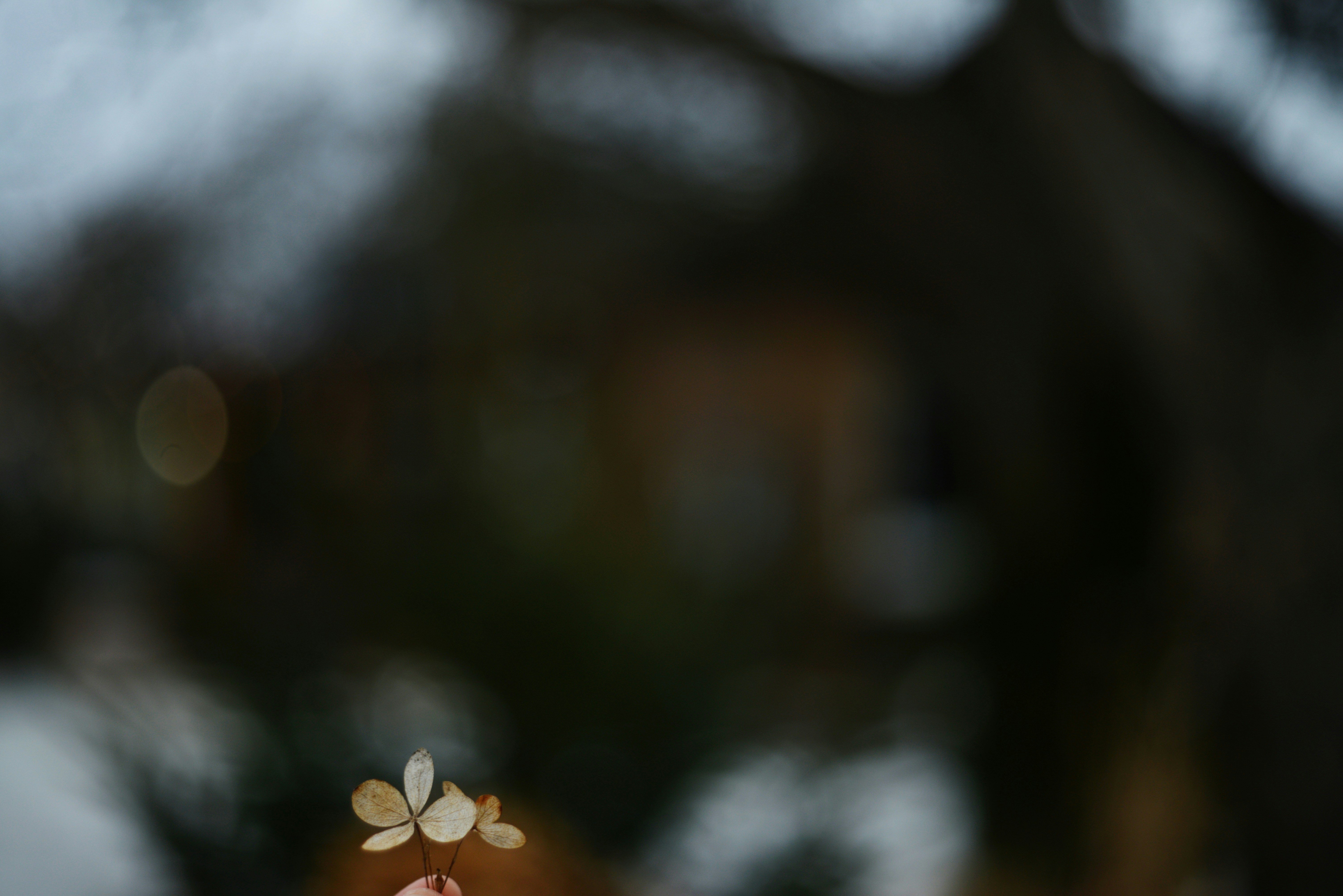 Shallow Focus Tenderness: A Tiny Leaf at Dusk