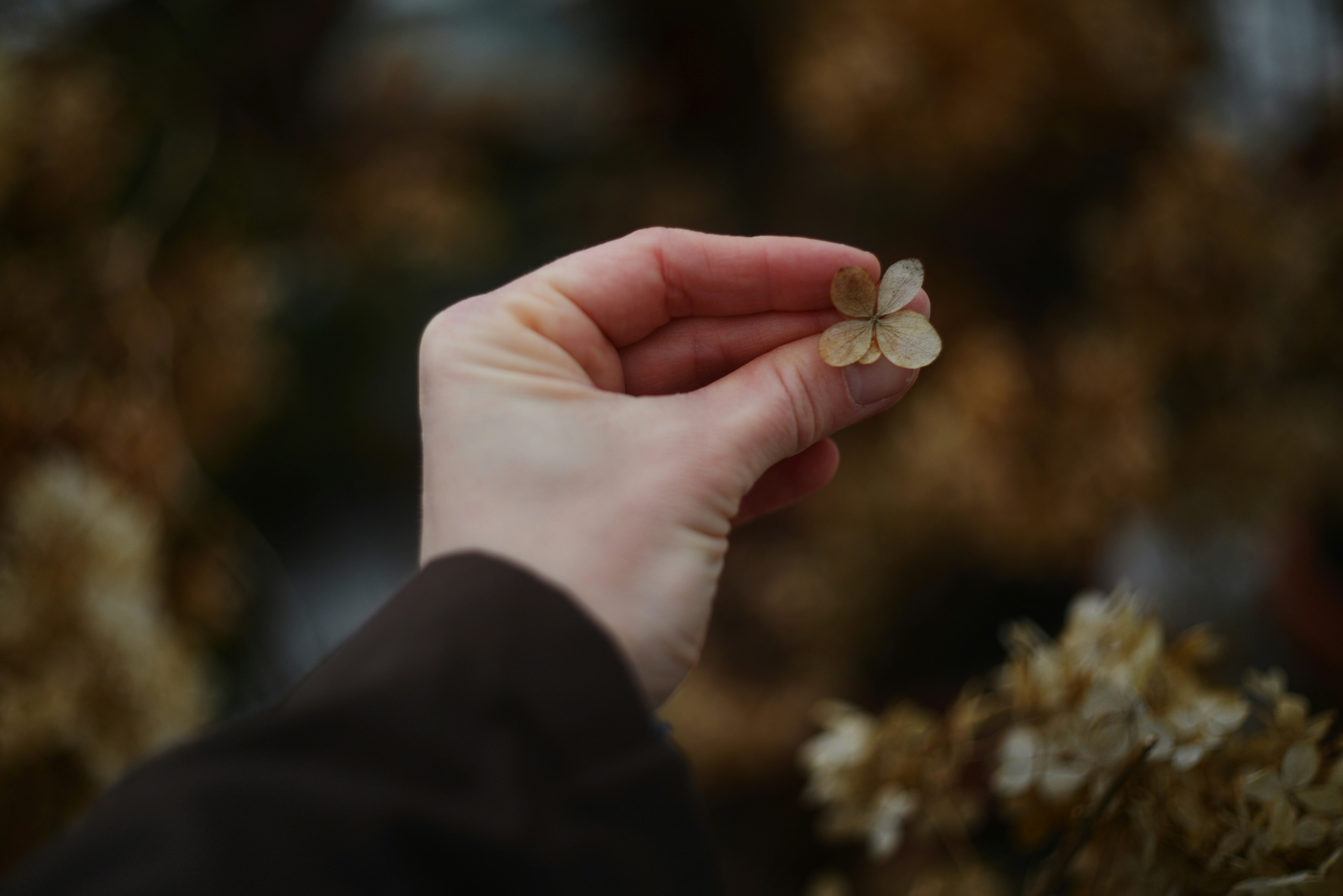 Delicate Four-Leaf Handheld Moment