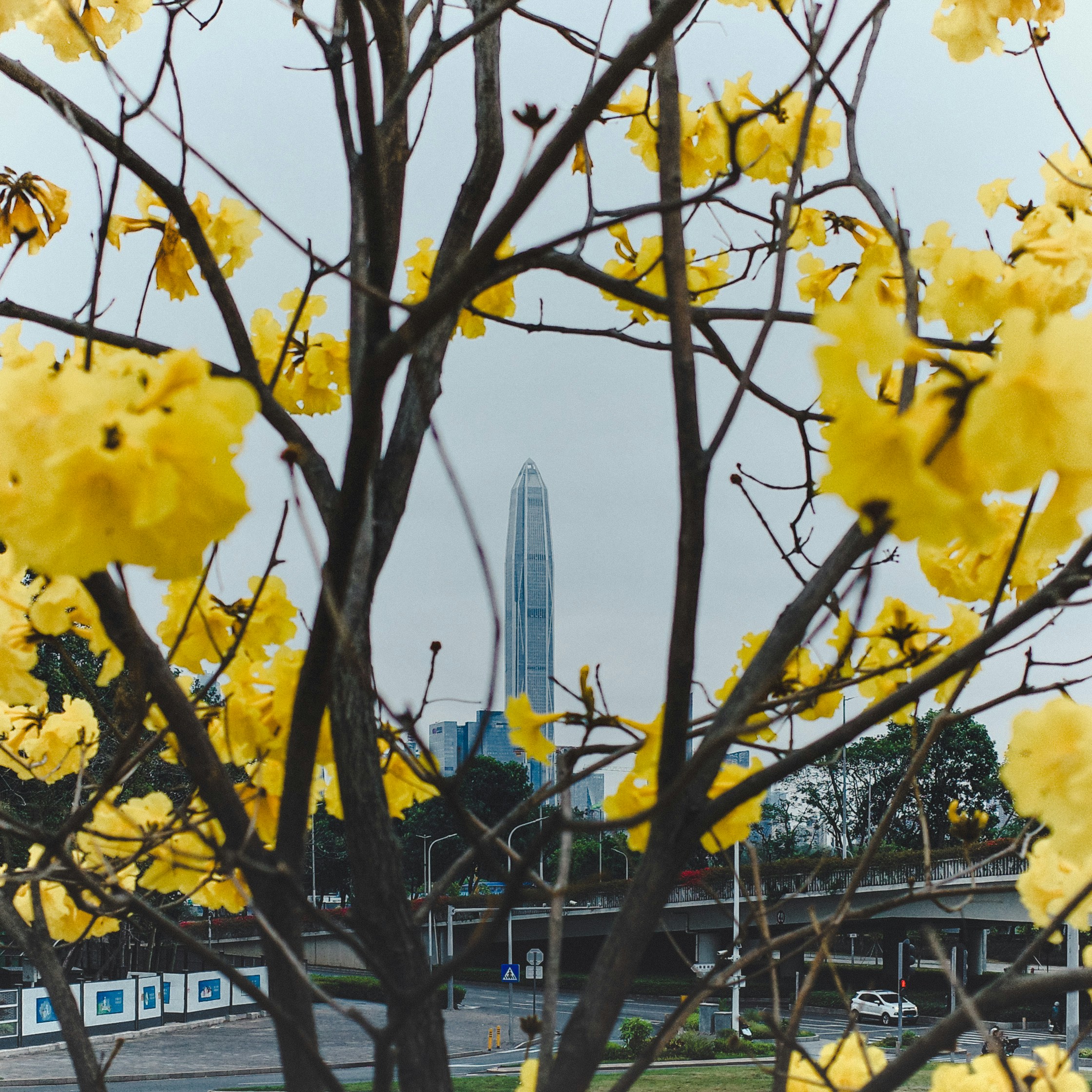 Yellow blossoms frame a skyline beacon