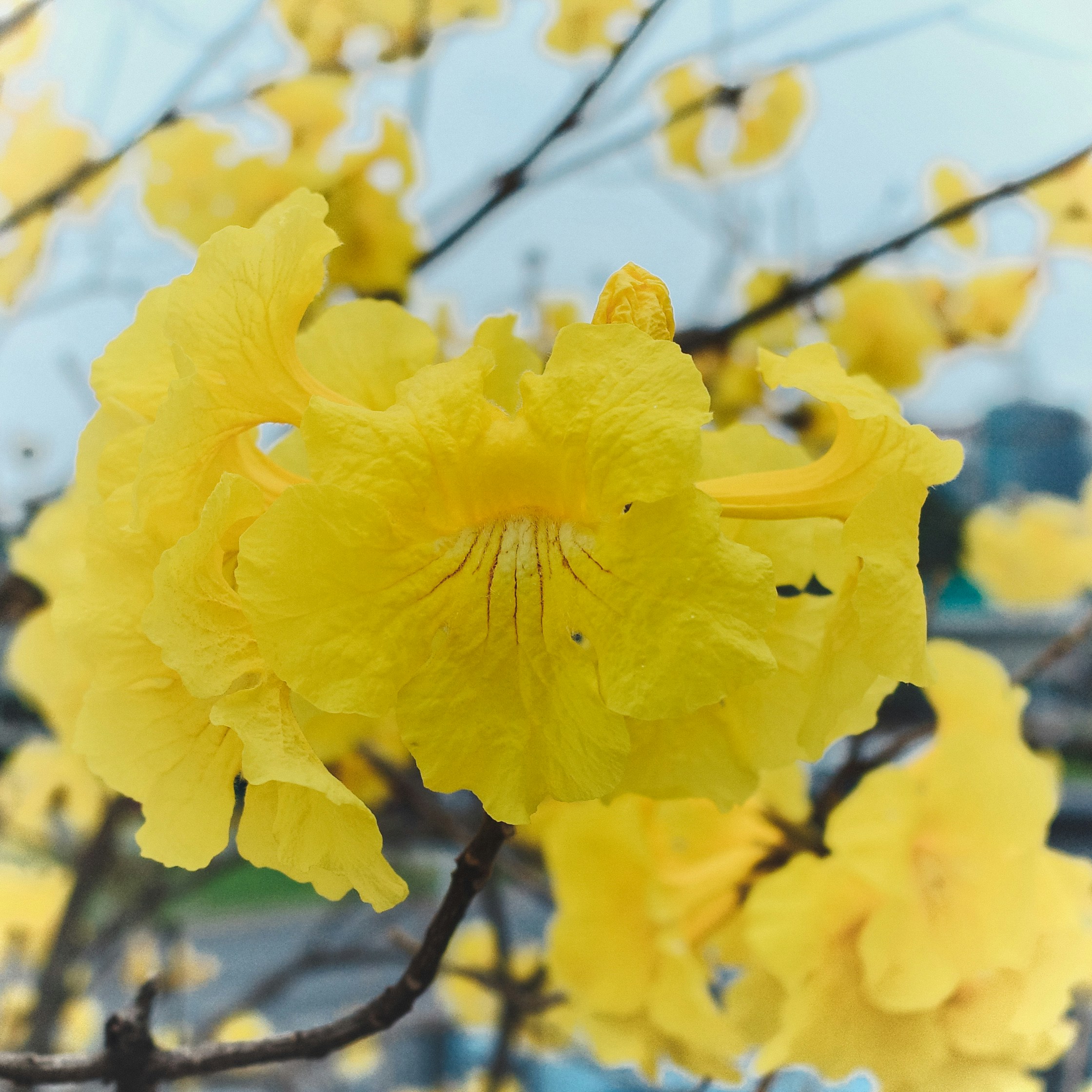 Sunlit Canary Blooms: Close-Up of Golden Forsythia