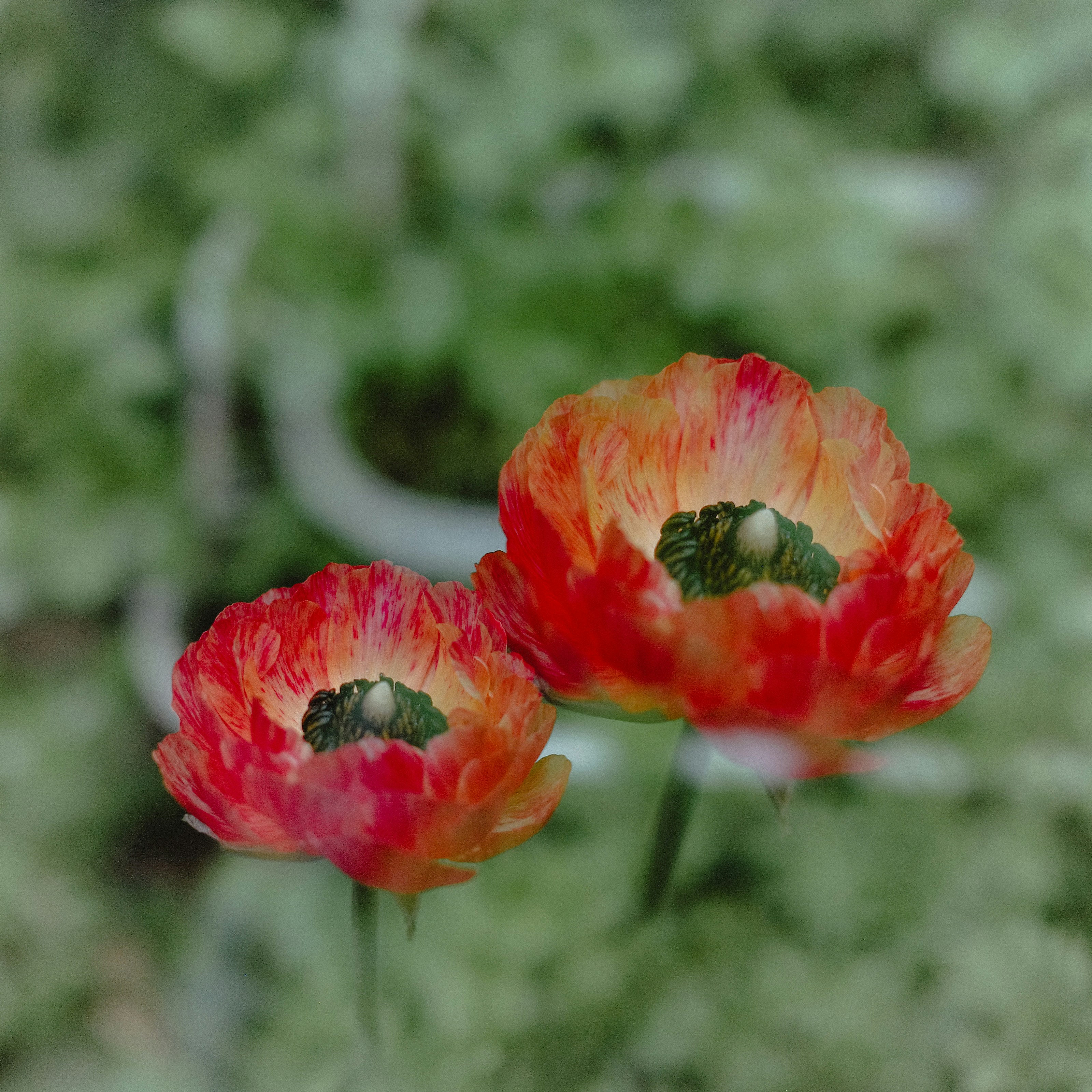 Flame Tulips in Focus: A Soft-Focused Garden Moment