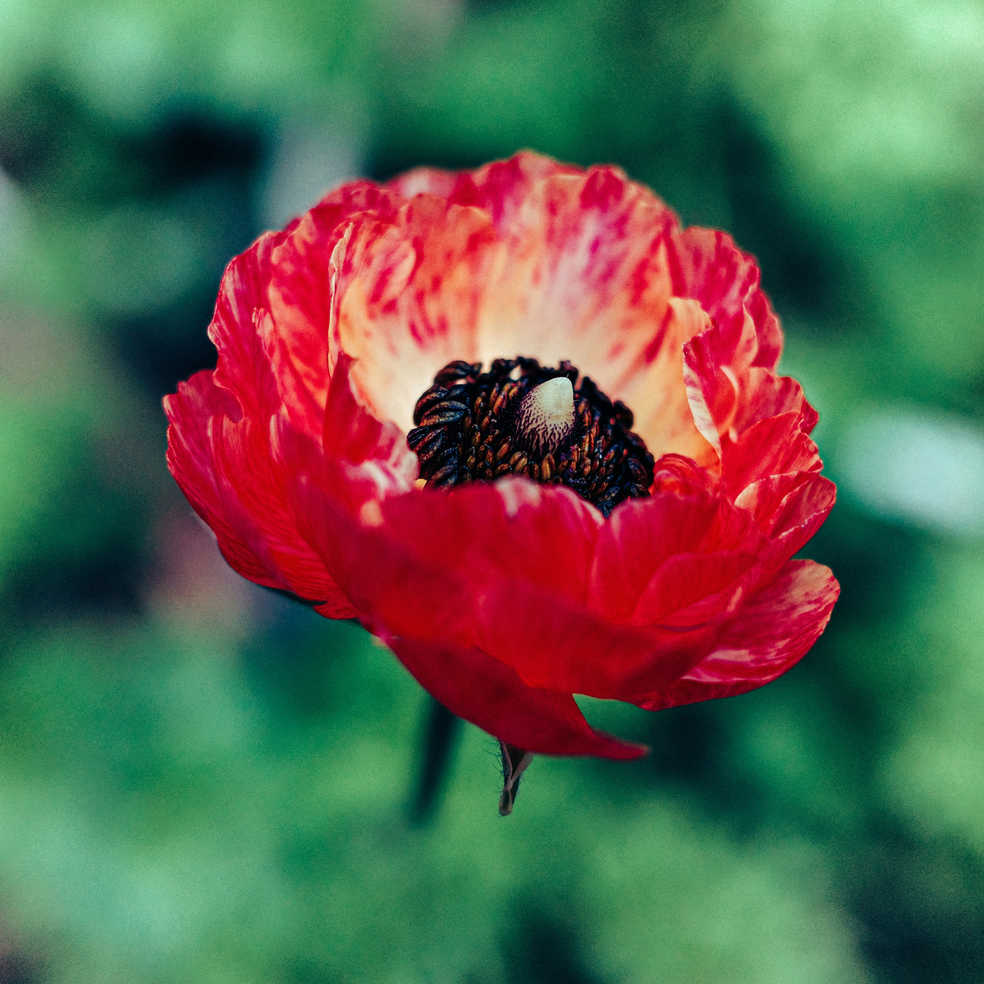 Crimson Cup: a Poppy in Focus Against Soft Green Backdrop