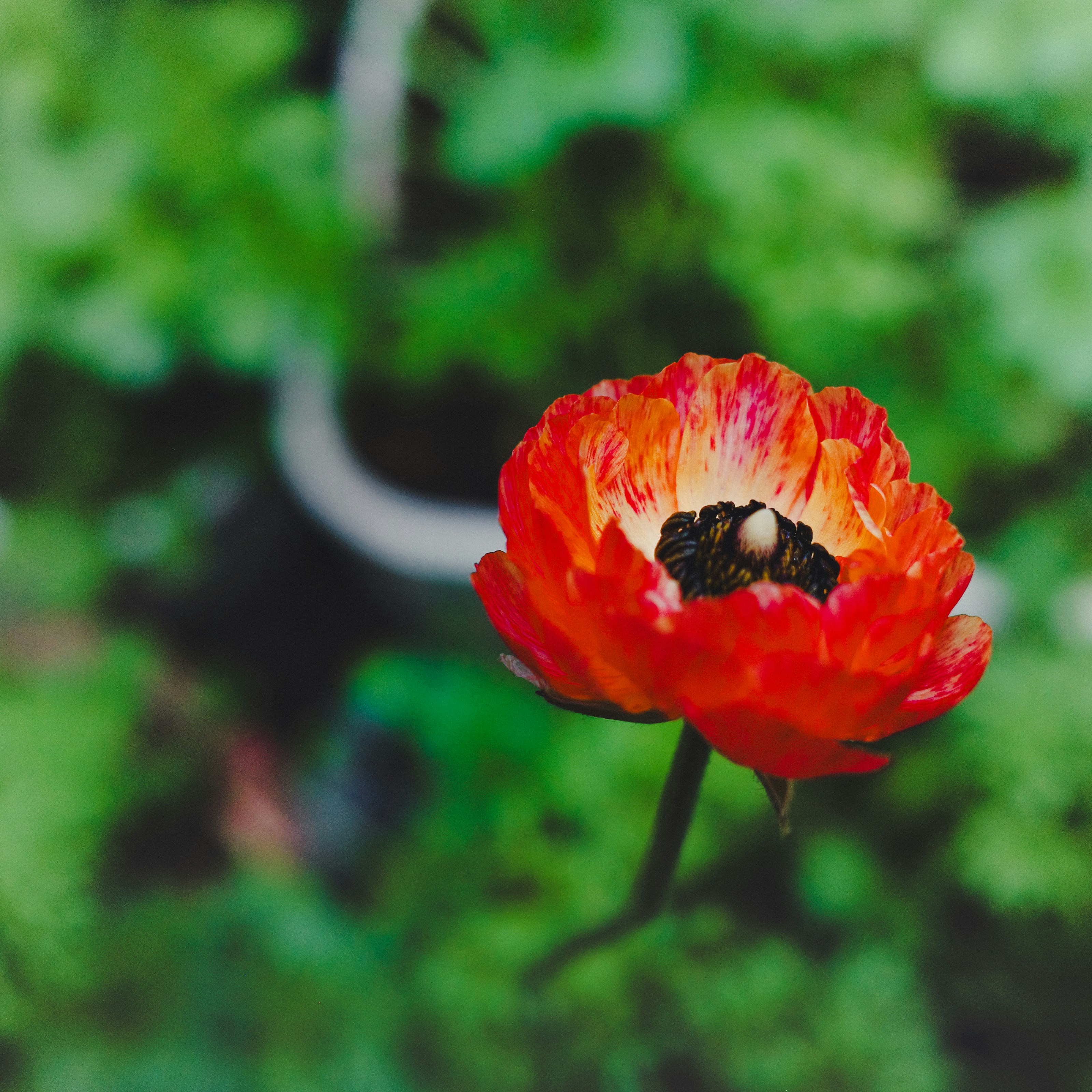Crimson Bloom in a Quiet Green Corner