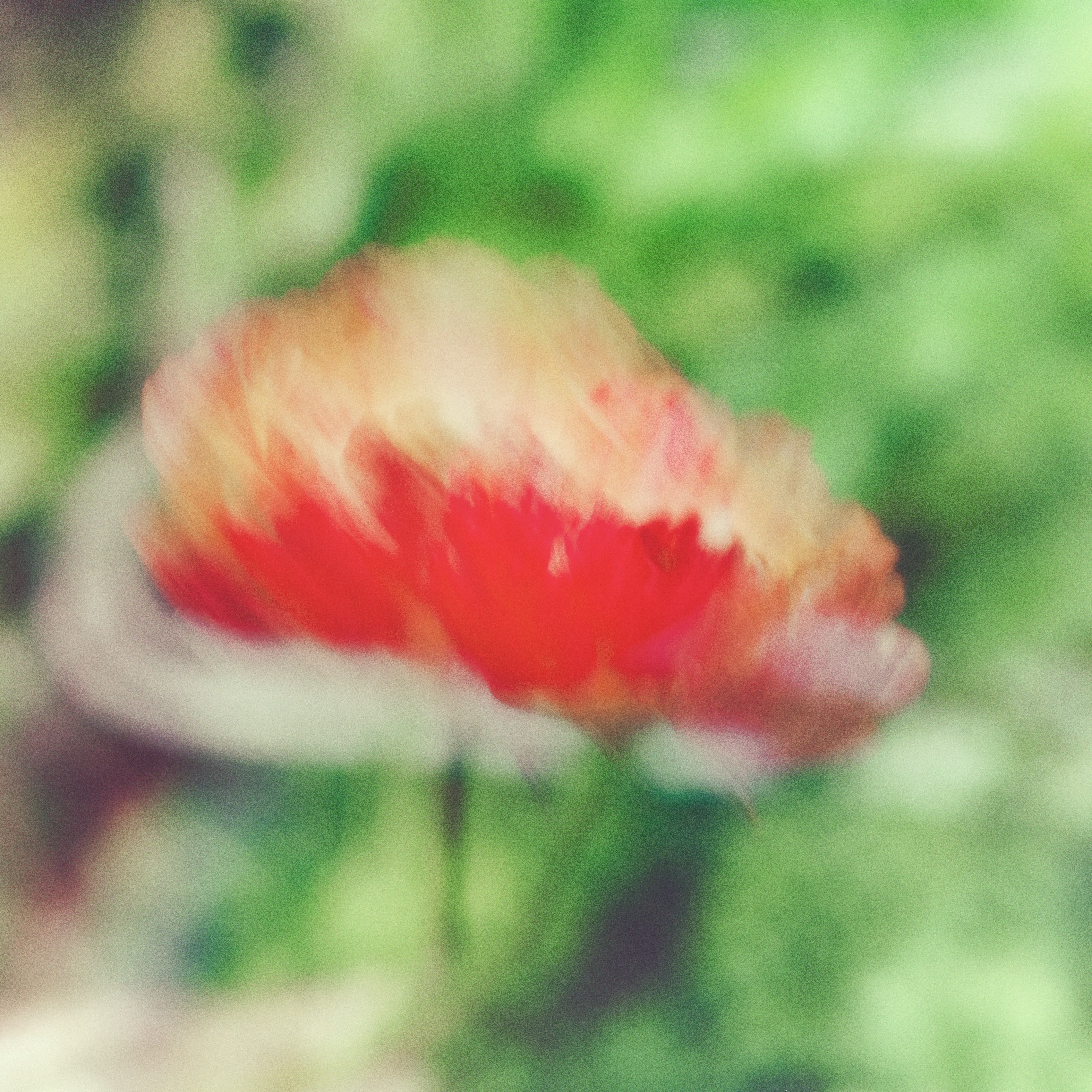 Blurry Tulip in Green Blur: A Soft-Focus Moment