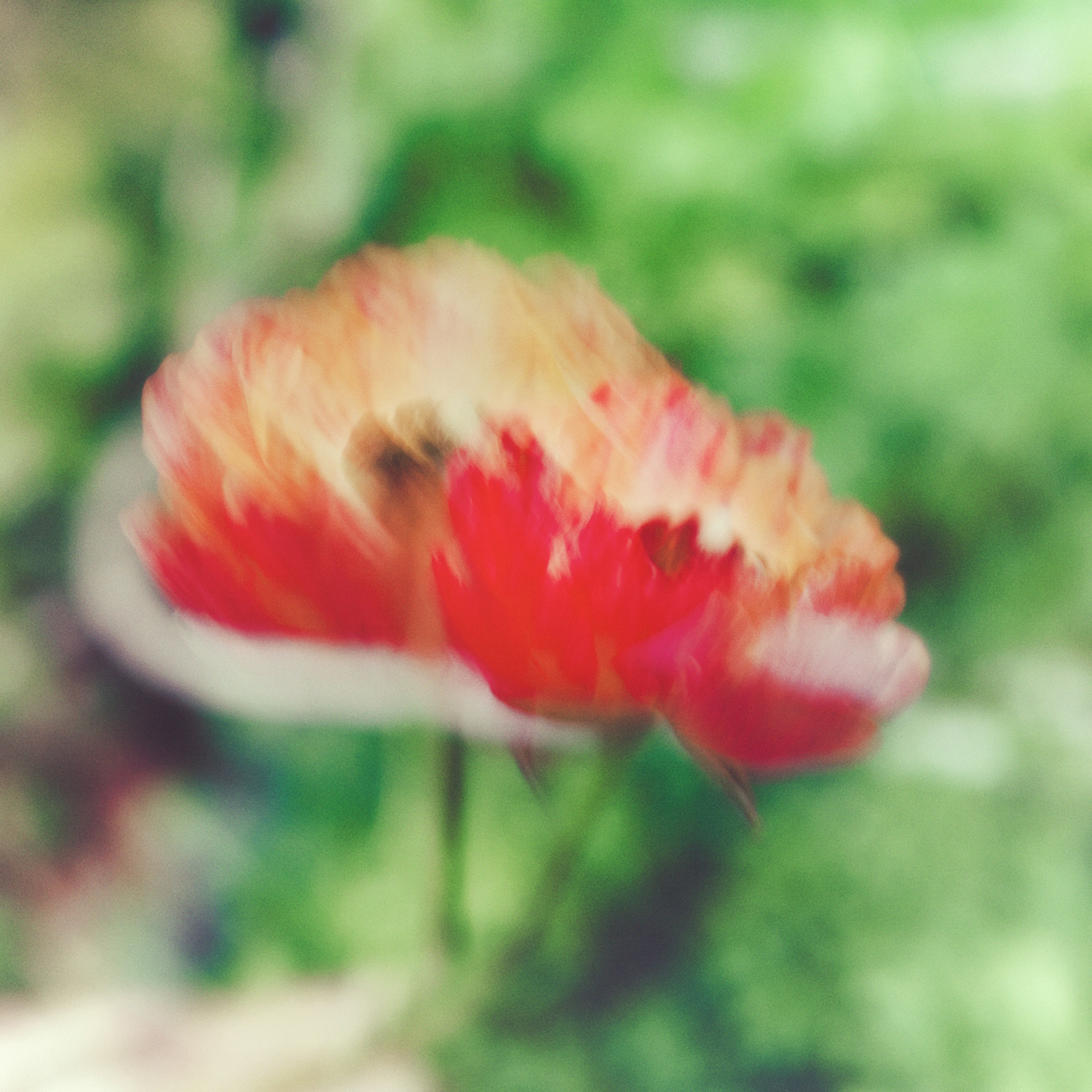 Blurred Petals in Soft Backlight: A Quiet Garden Moment