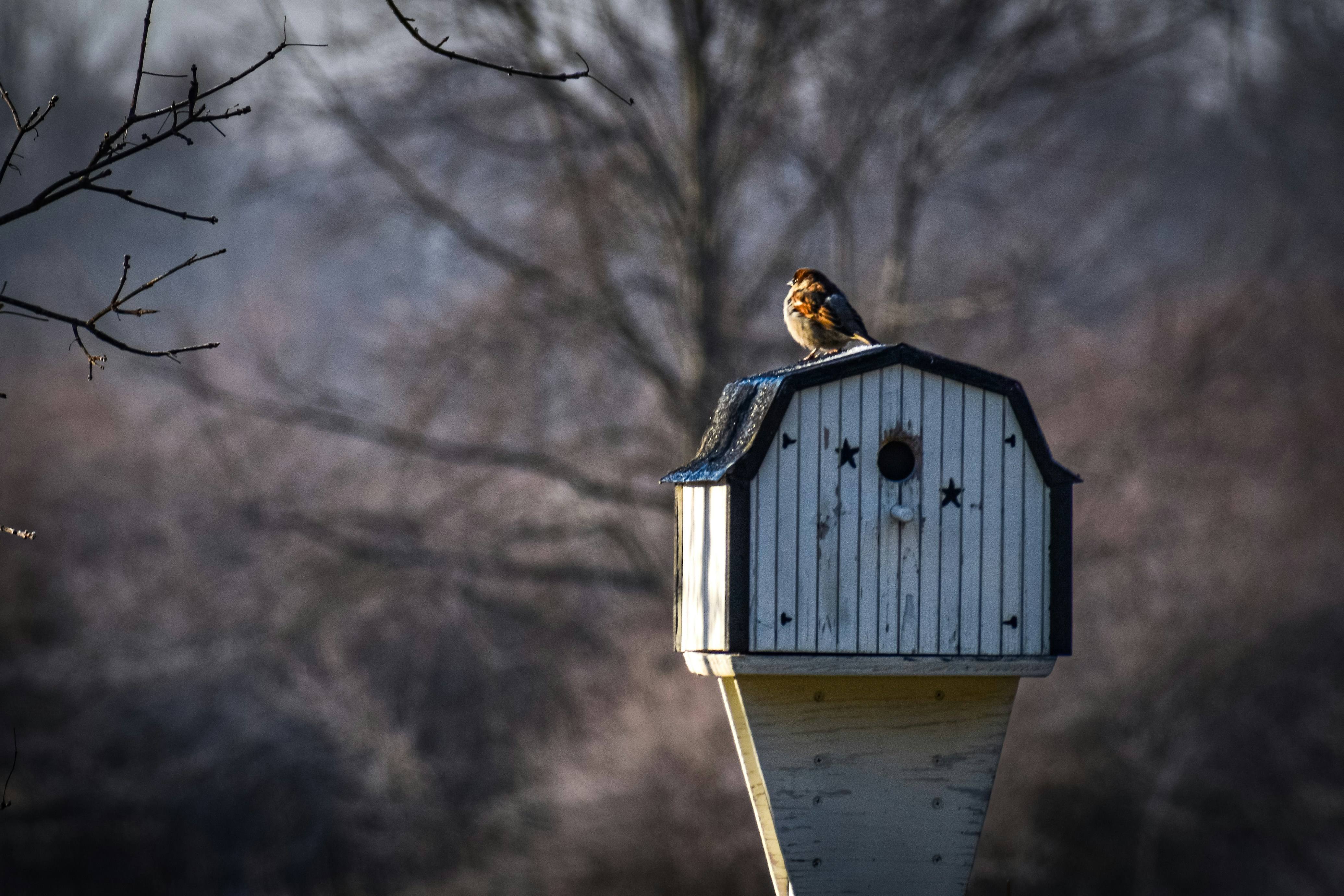  perched birdhouse sentinel amid winter shadows