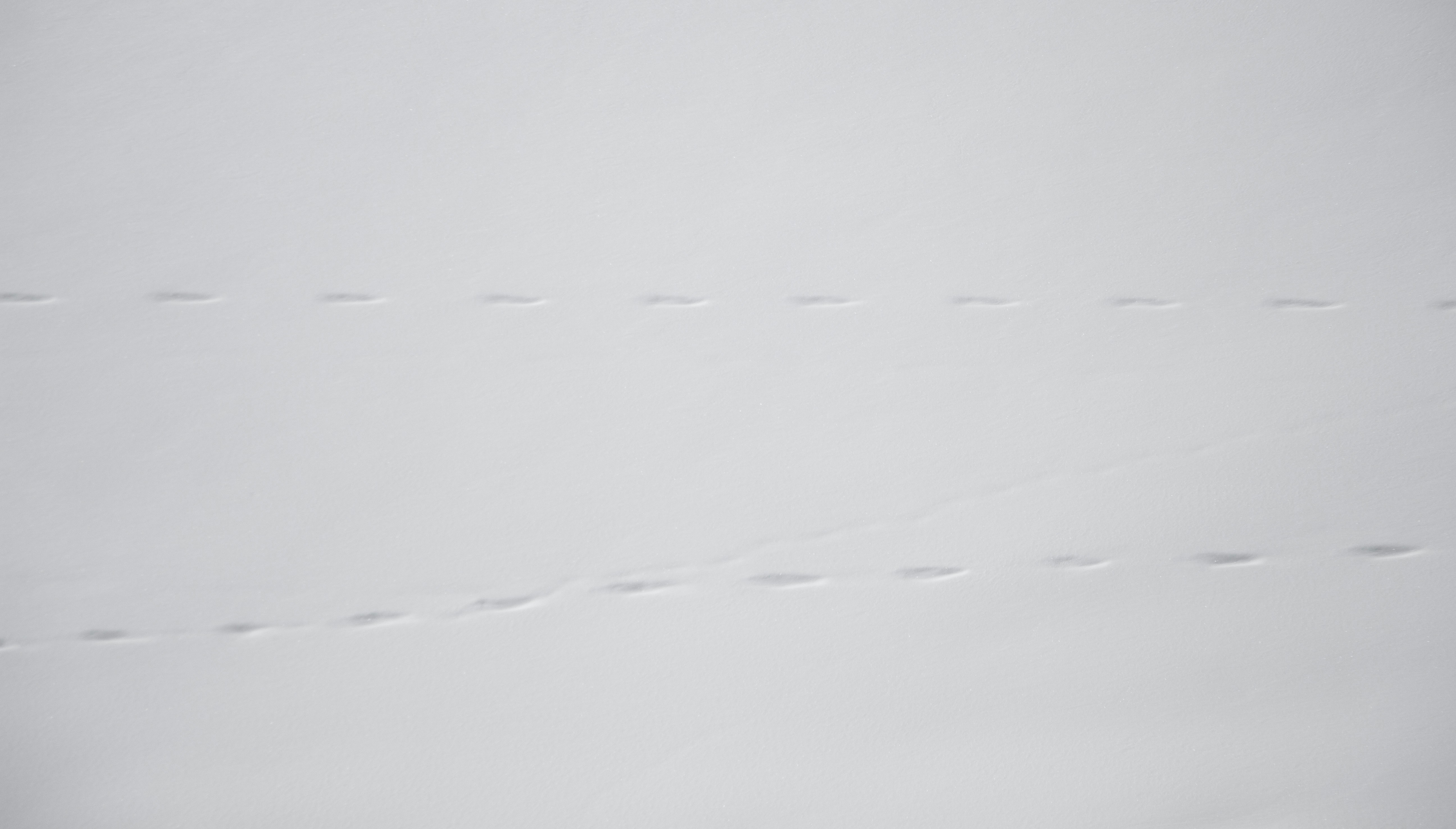 Silent Snow Lines: Subtle Marks Across a Pale Field