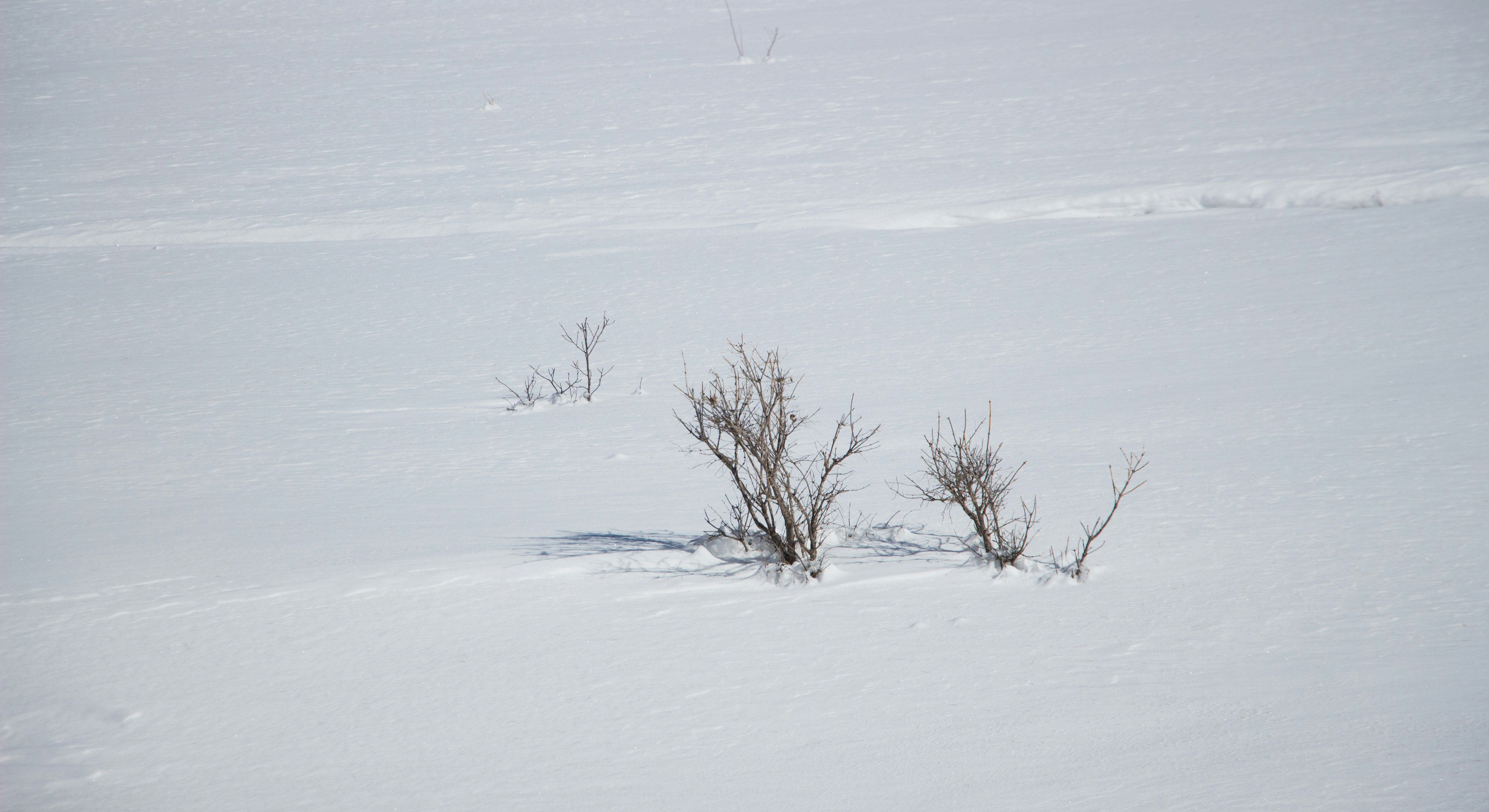 Winter Standstill: A Trio of Dormant Scrub in a Sea of Snow