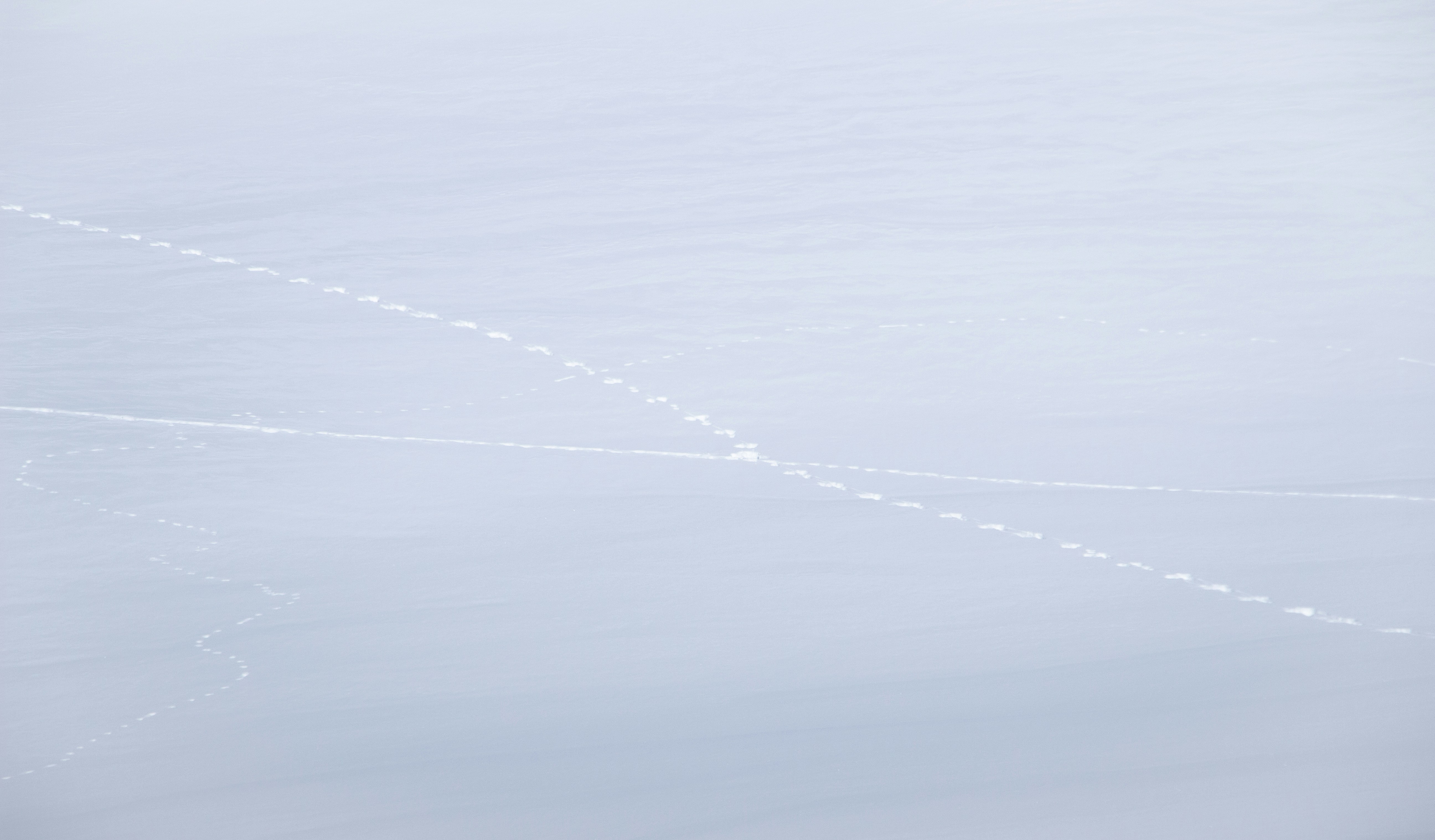 Snow-Citched Lines across a Quiet Sky