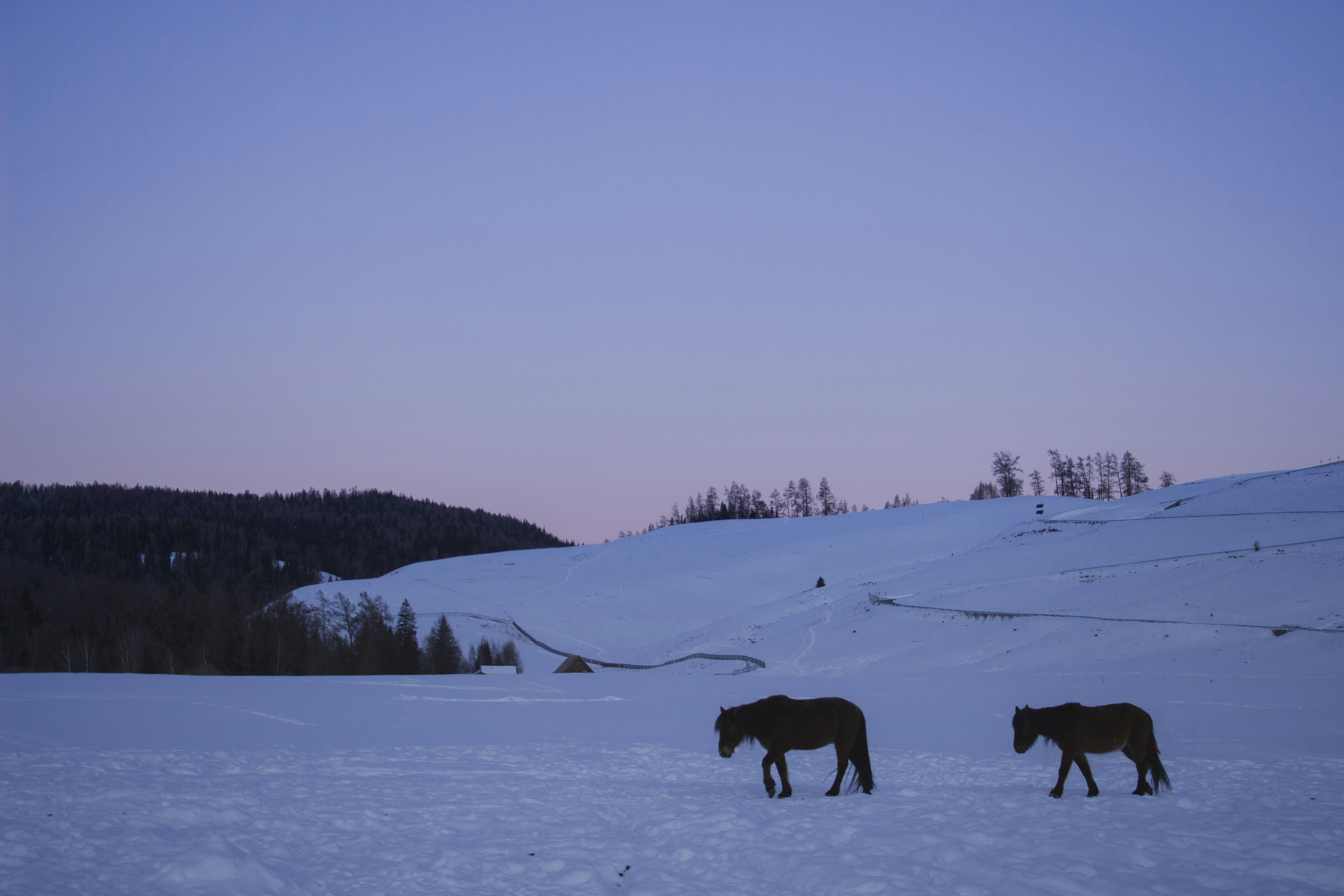 Two Dark Horses on a Quiet Snowfield Under Dusk Sky