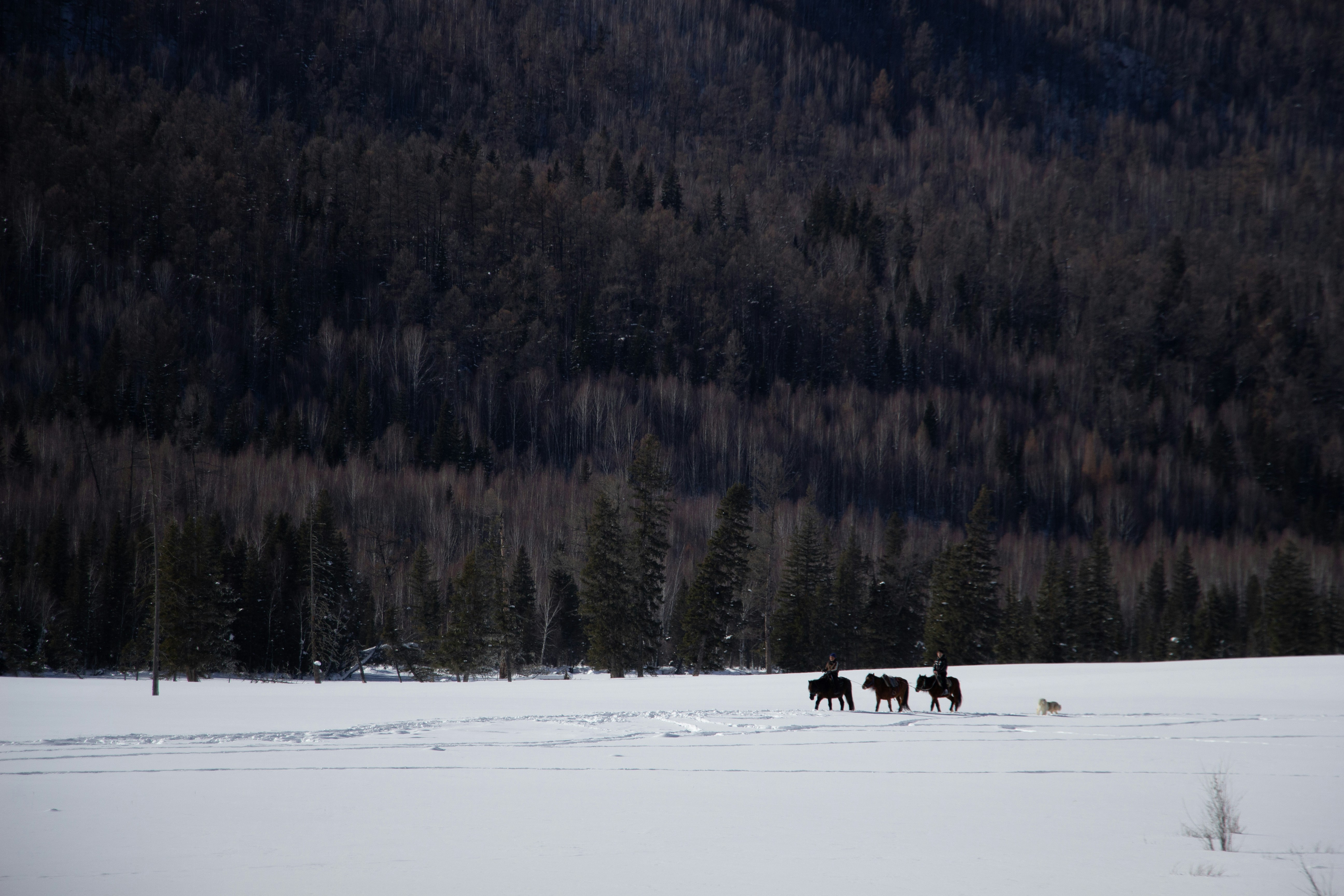 Herd on Snow: Tackling the Cold Vastness