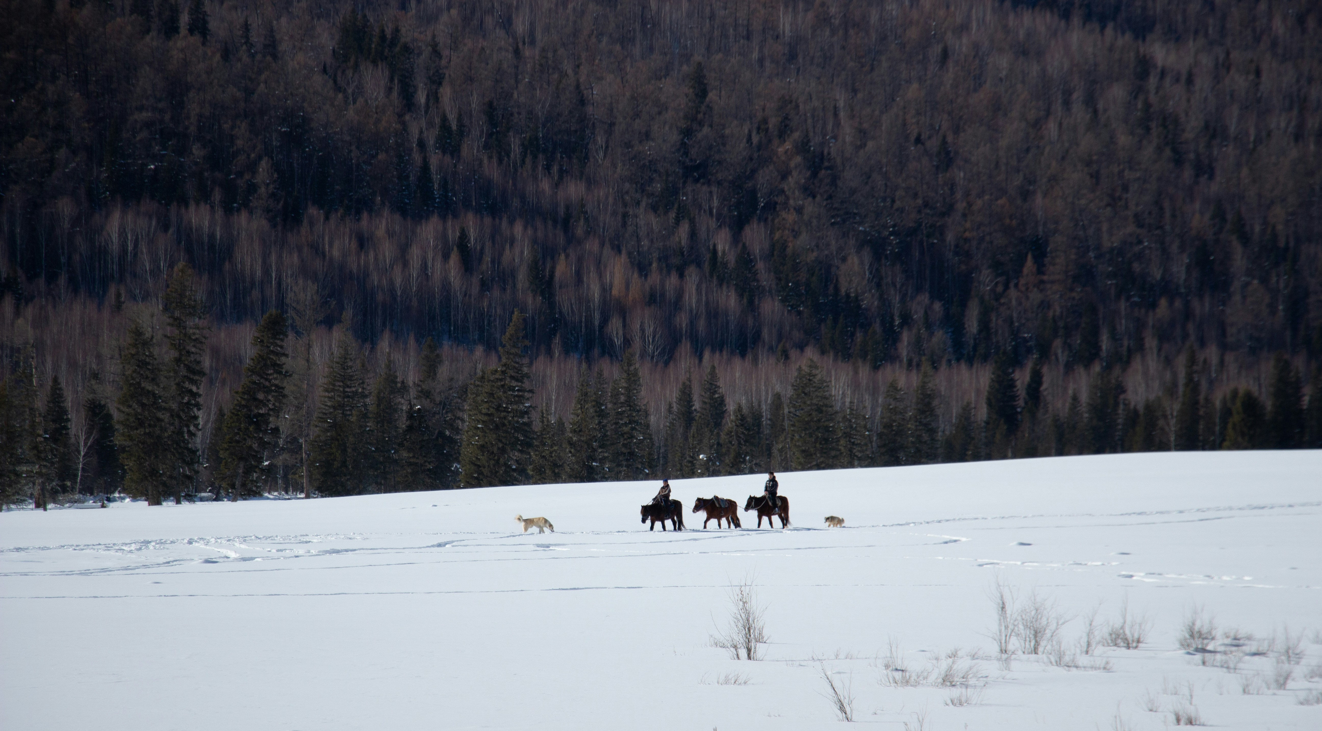Herd of Horses Traverses a Snowbound Plain at Twilight