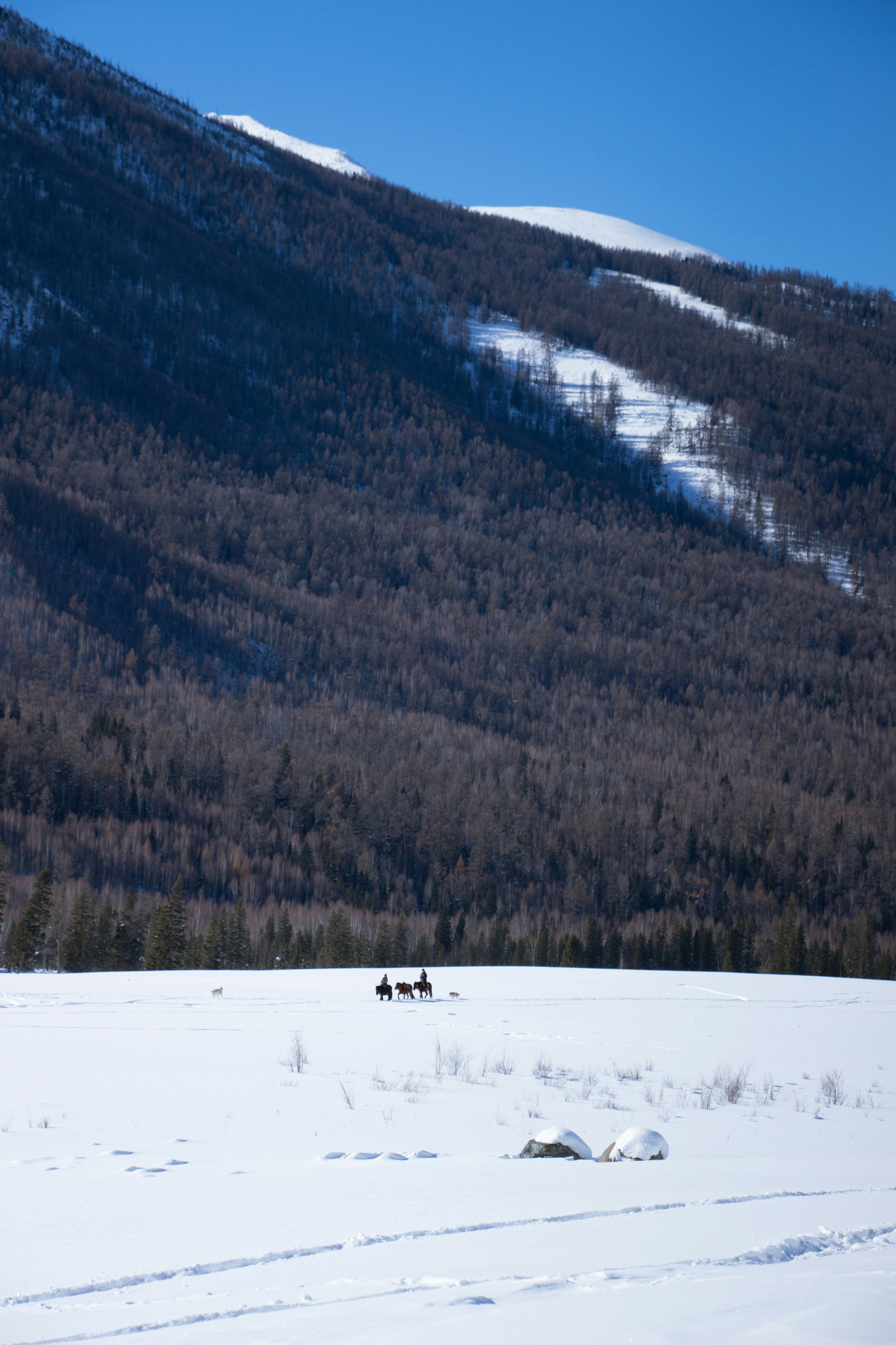 Snowfield Rendezvous under Alpine Forest