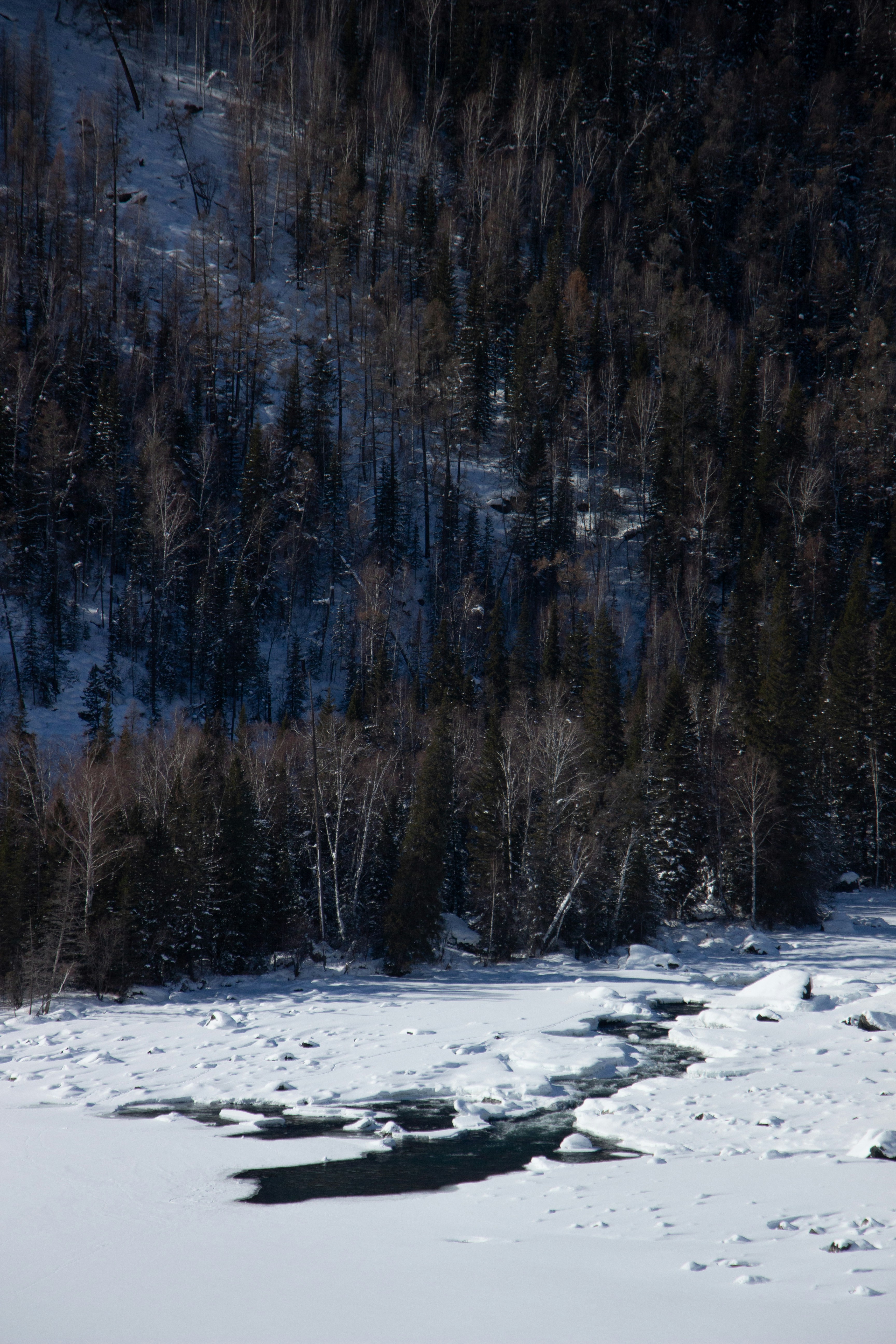 Snowbound Riverbank Under a Dusk-Blue Forest