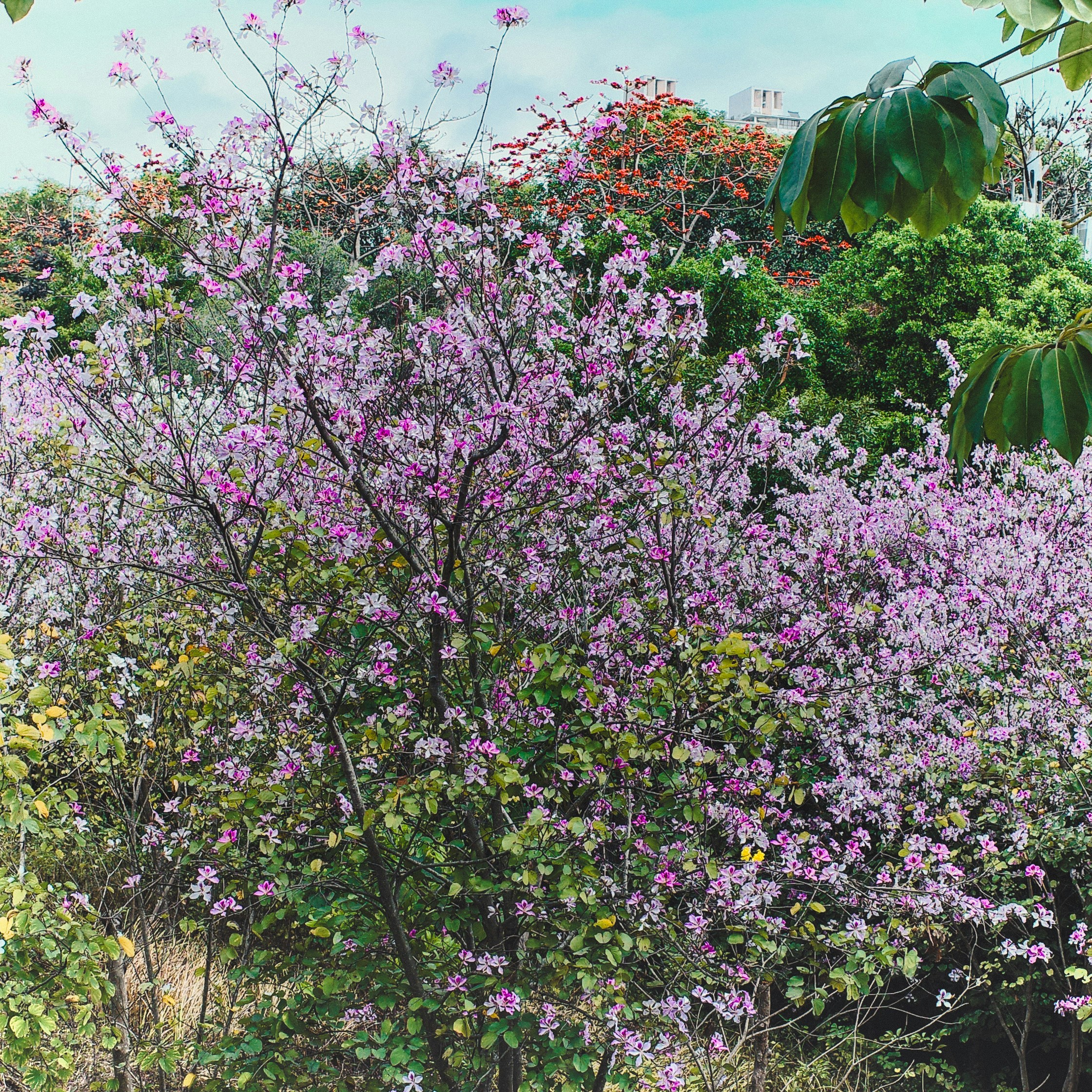 Pink Blossom Sea: A Sunlit Thicket of Cherry-like Flowers in Street Garden
