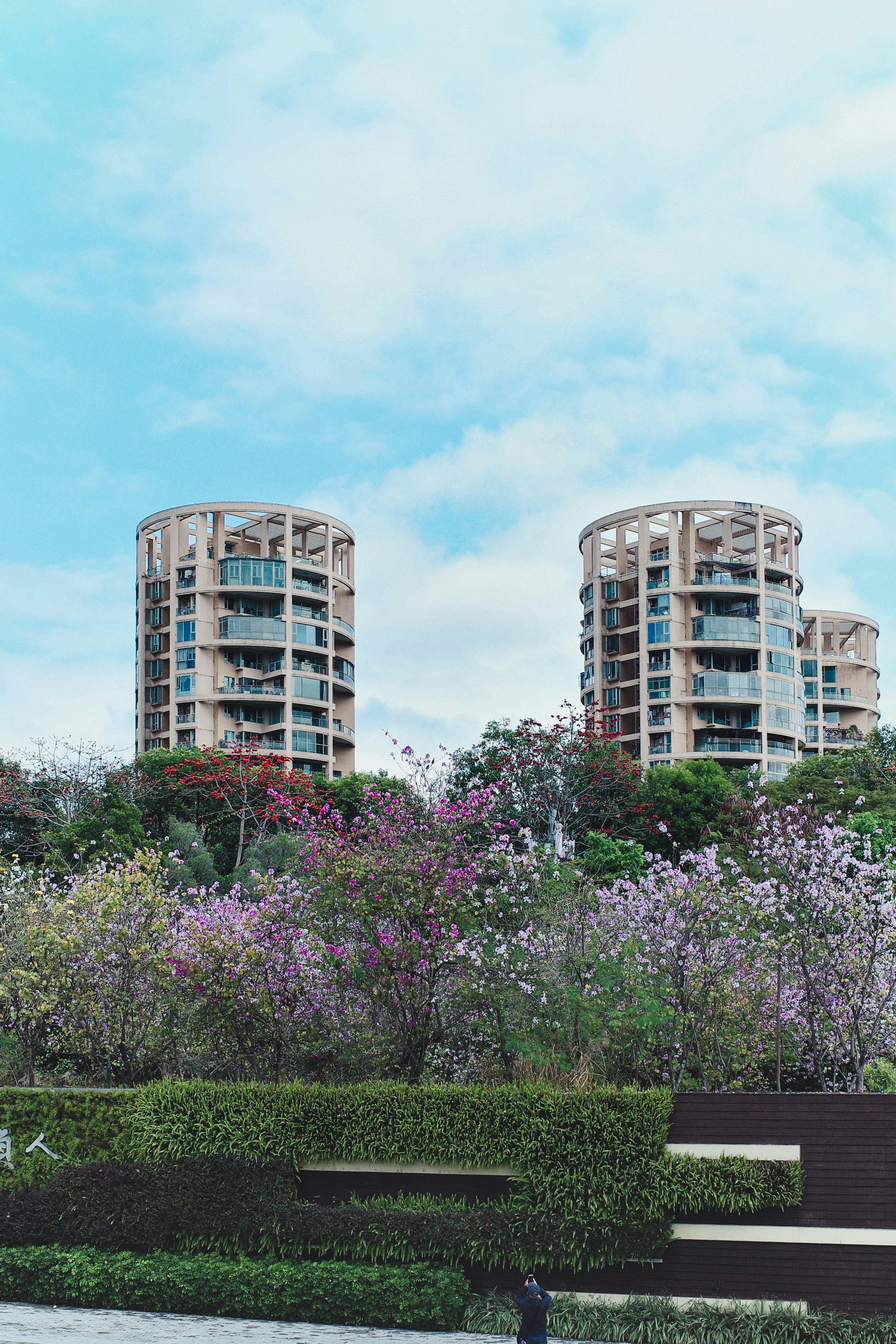 Skyward Towers Behind a blooming boulevard