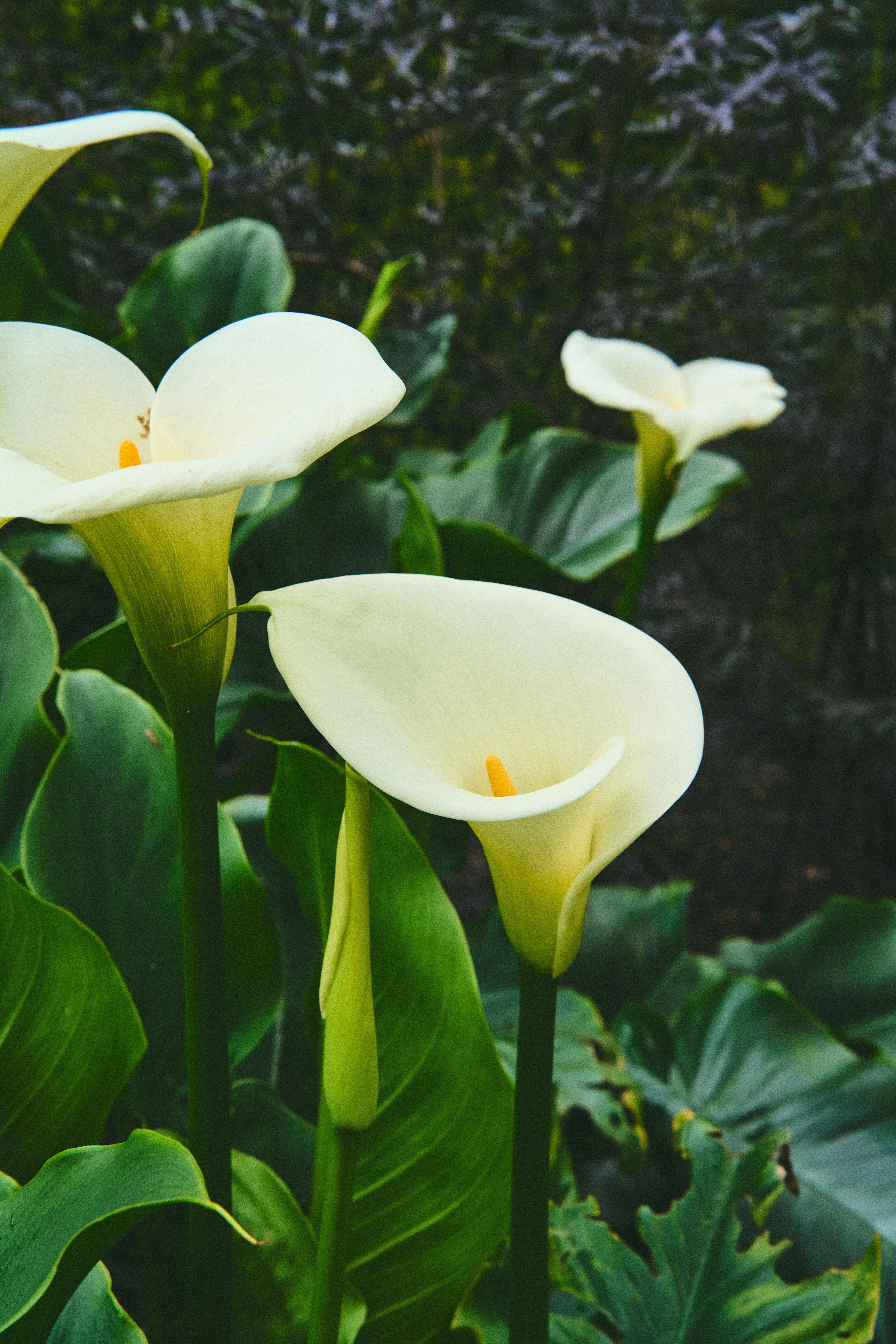 Whispers of Ivory: Calla Lilies in Morning Green