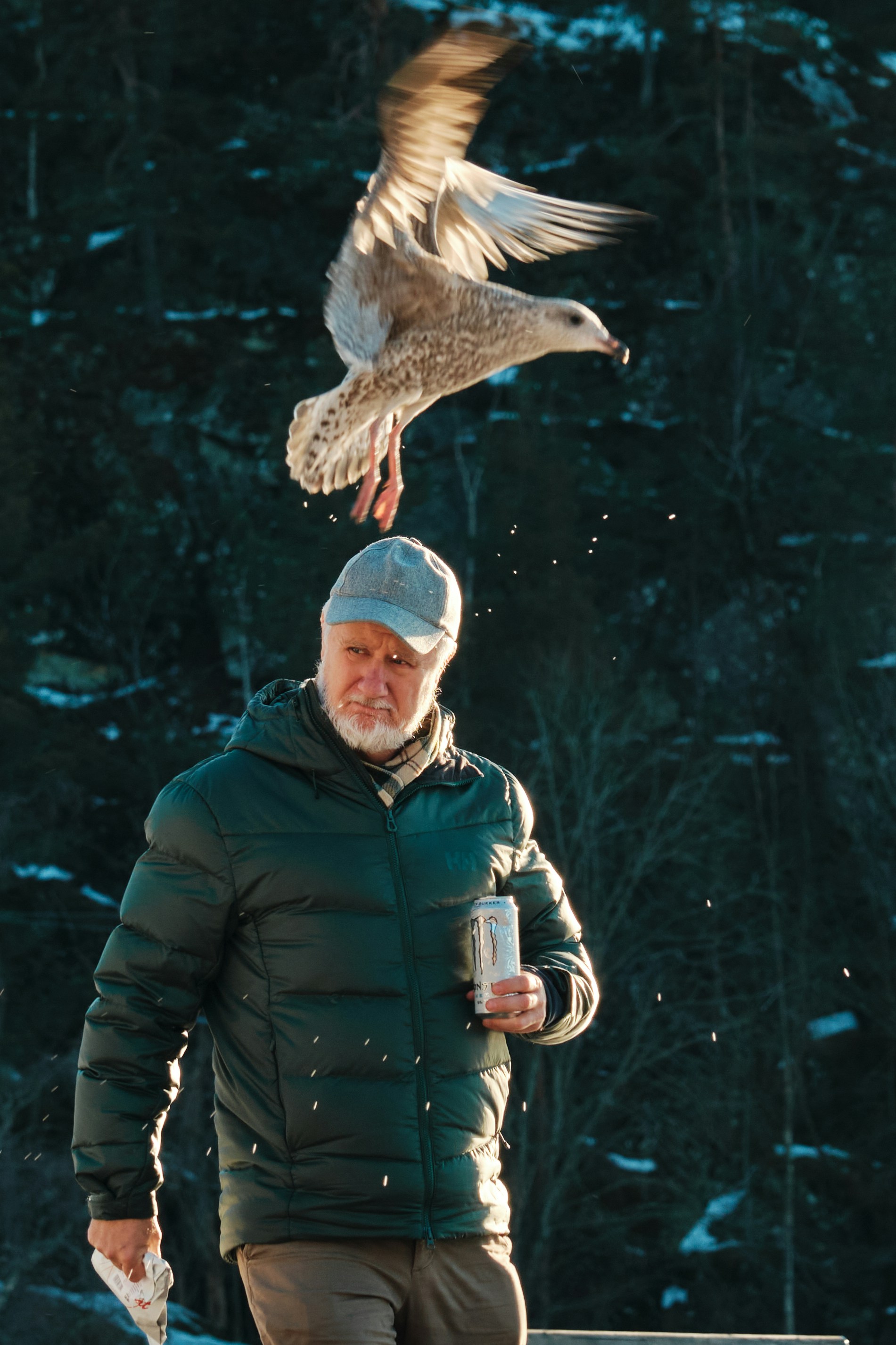 A seagull in flight disrupts a quiet winter moment