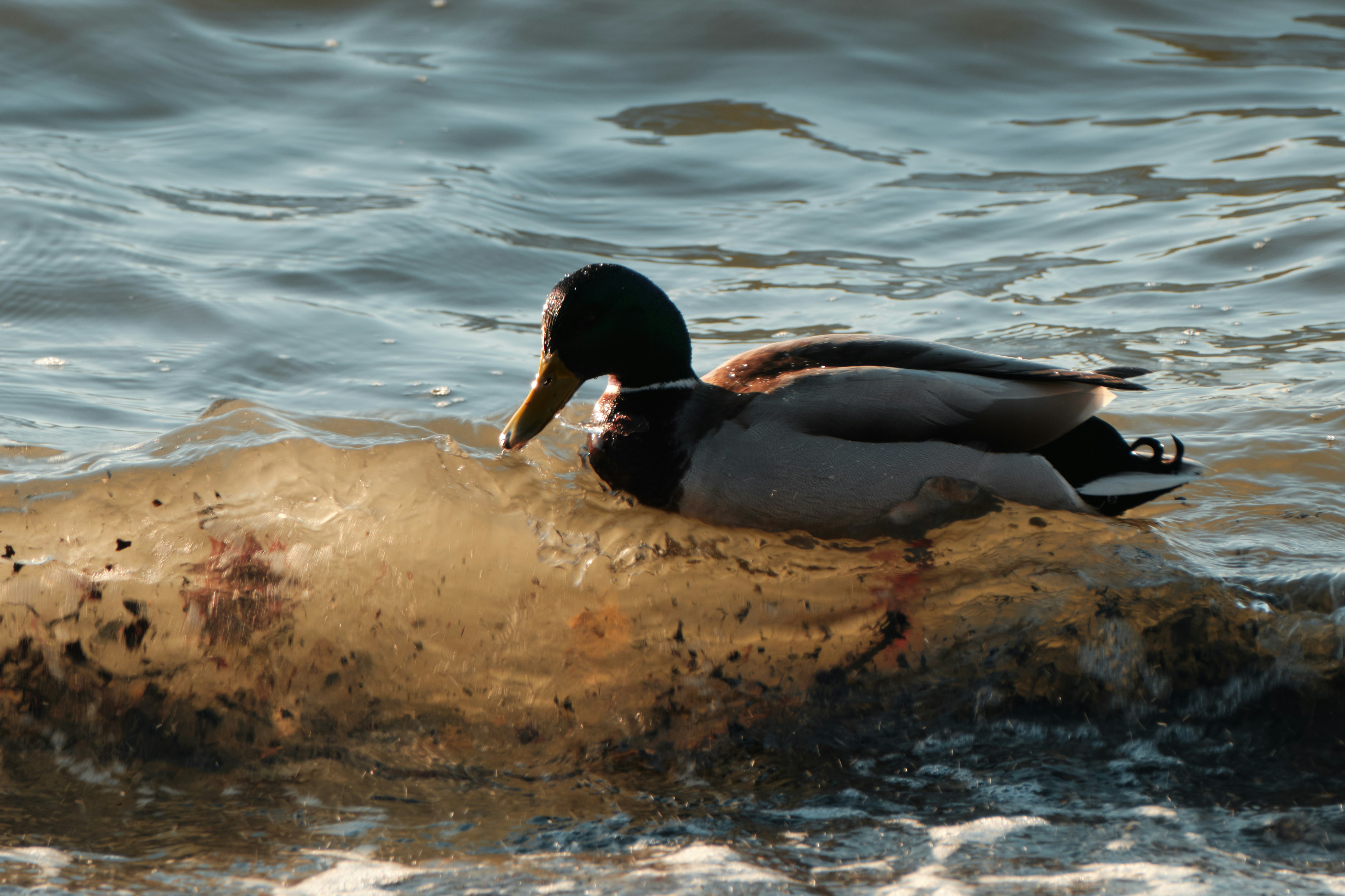 Dune Duck: A Quiet Moment on the Riverbank