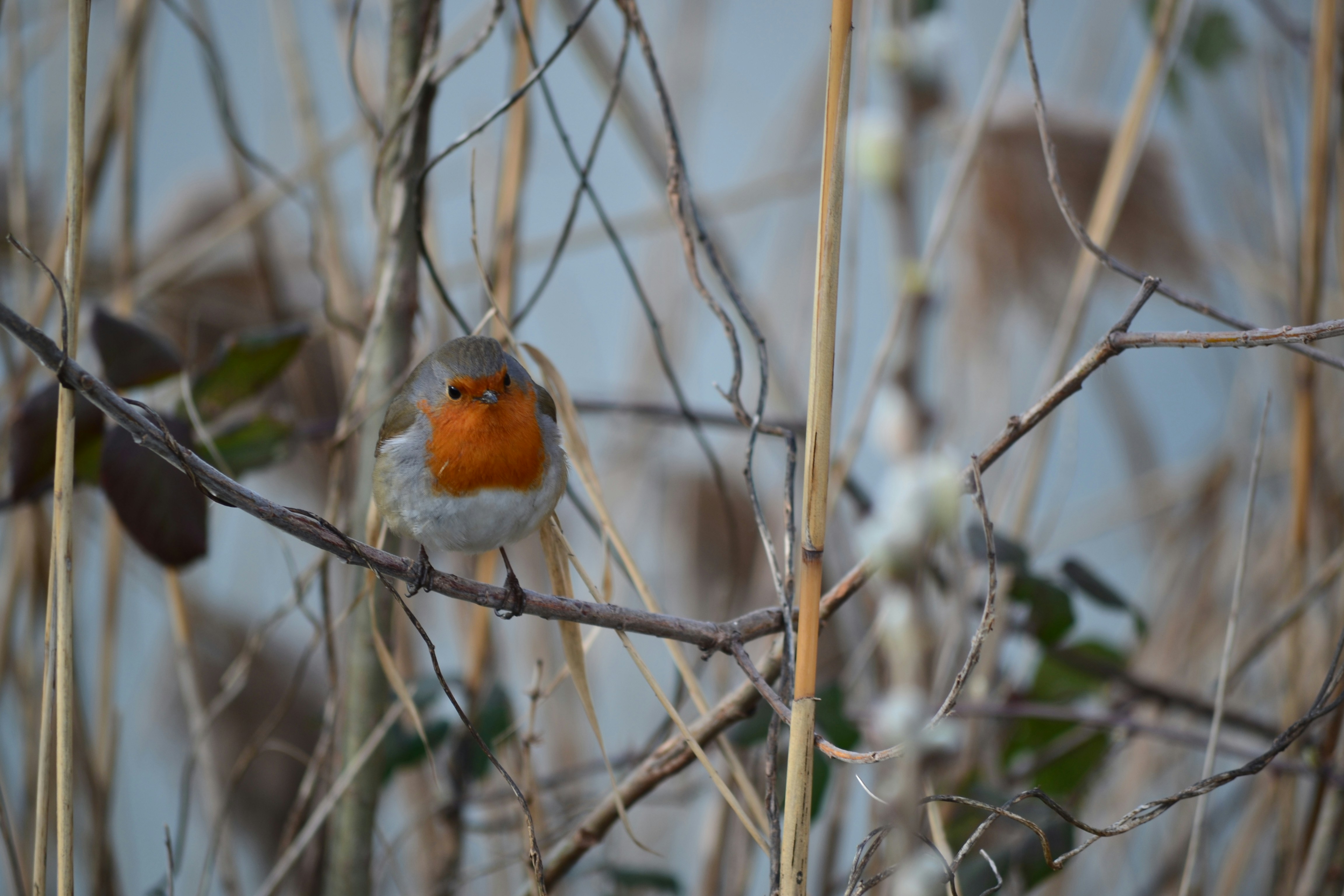 Robin on a Tangle: A Quiet Moment in Winter Scrub