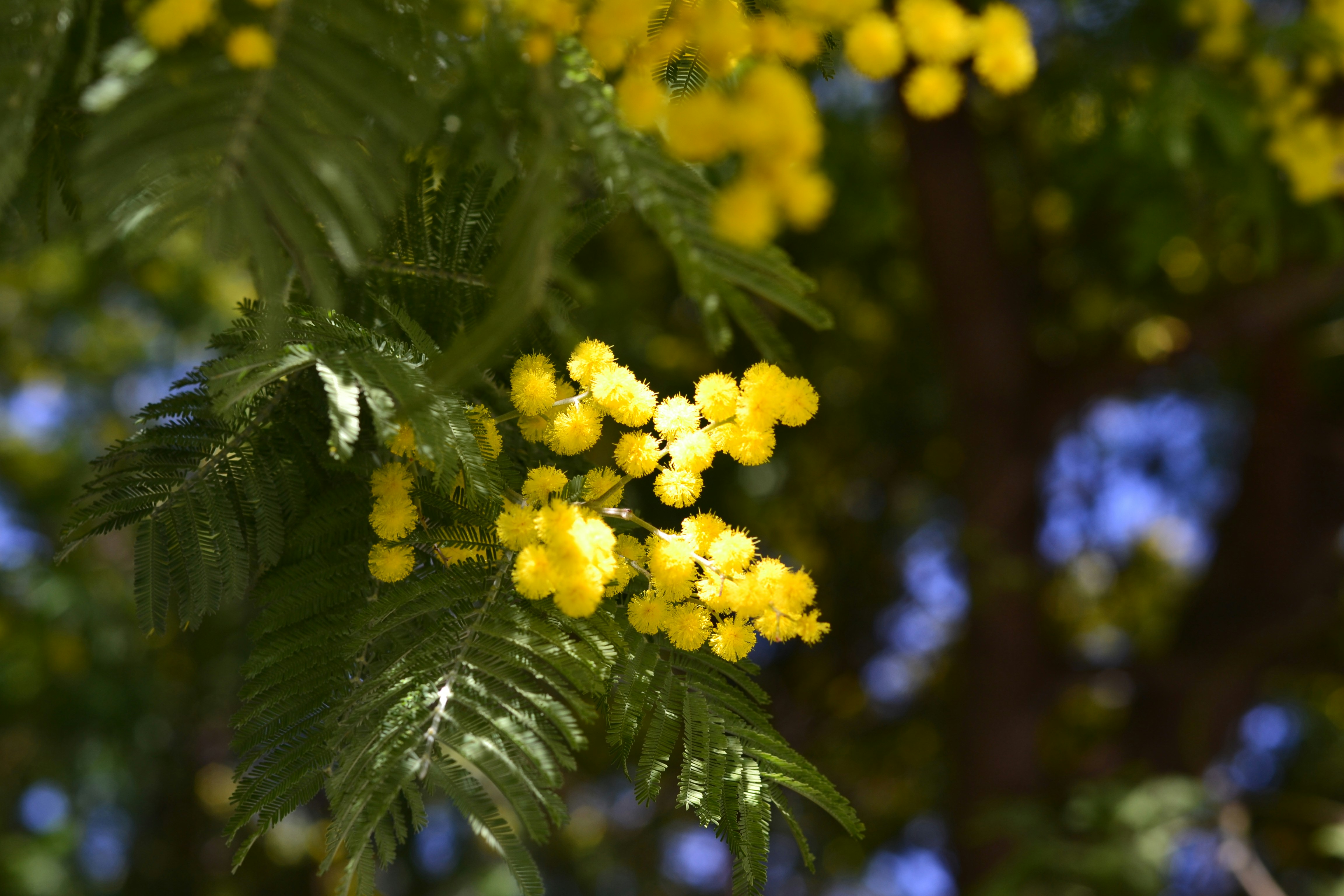 Golden puff clusters on fern-like leaves in dappled sunlight