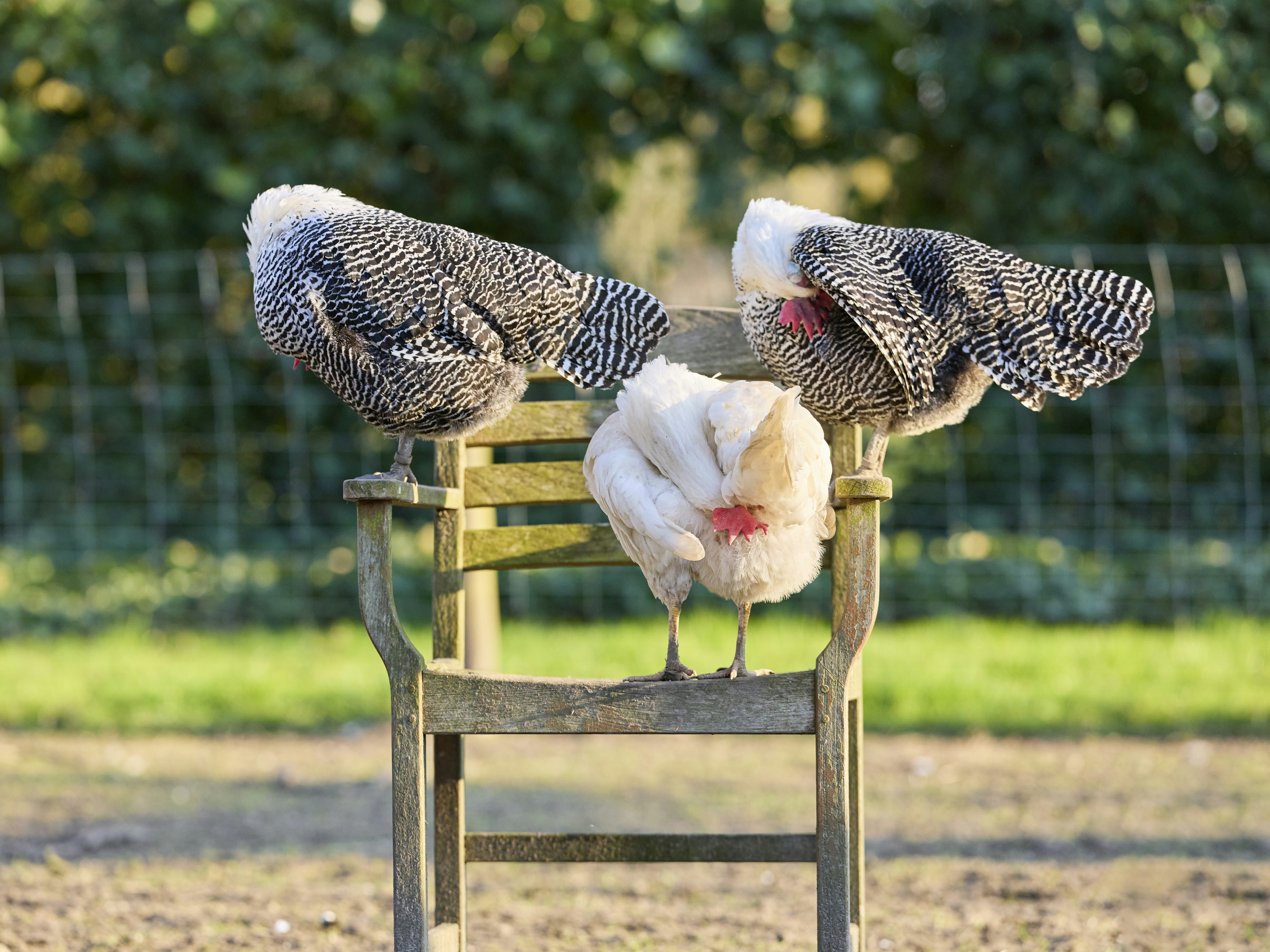 Center Stage on the Coop: Two Spotted Turkeys with a Groomed White Bird