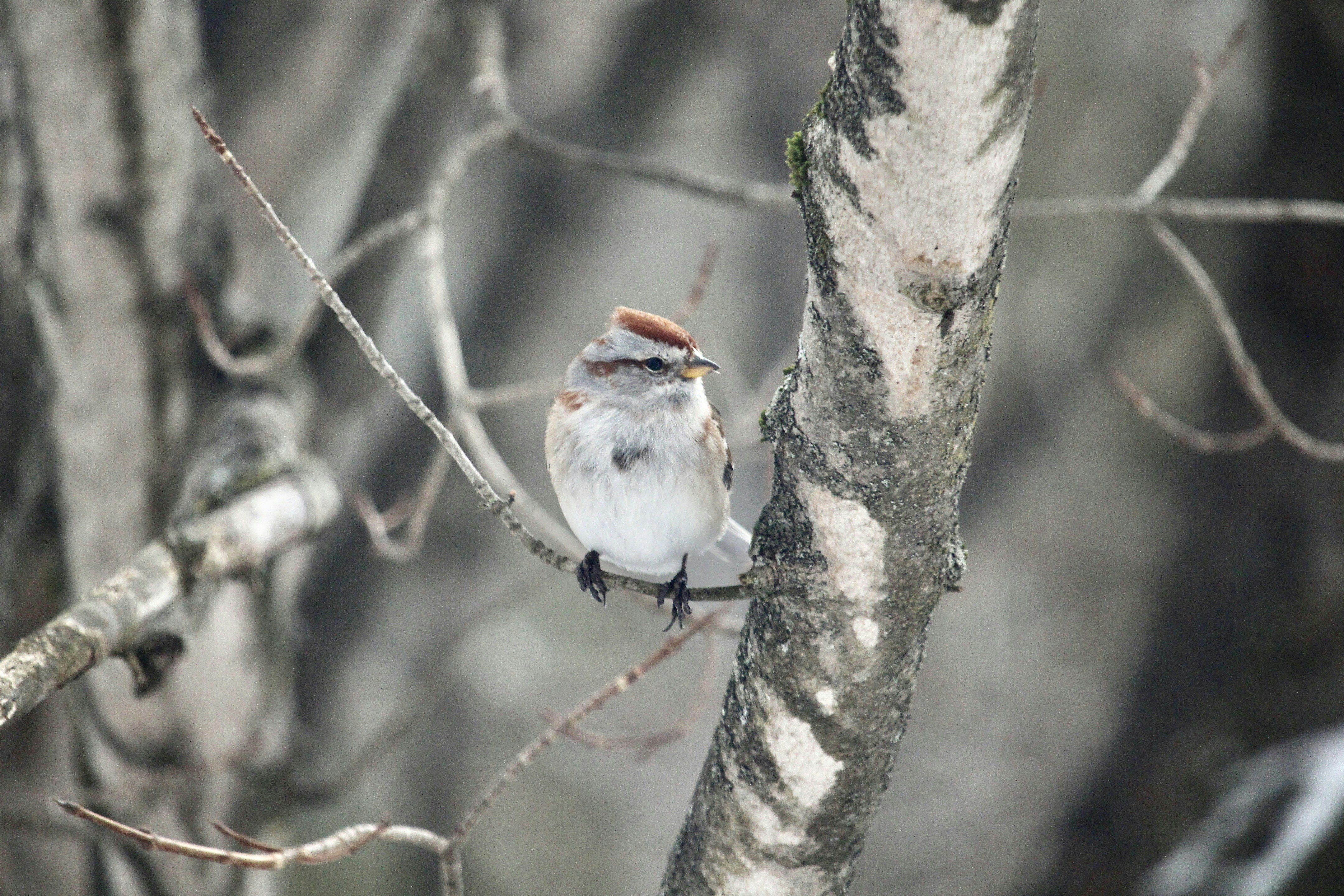 Miniature Warbler on Winter Bark