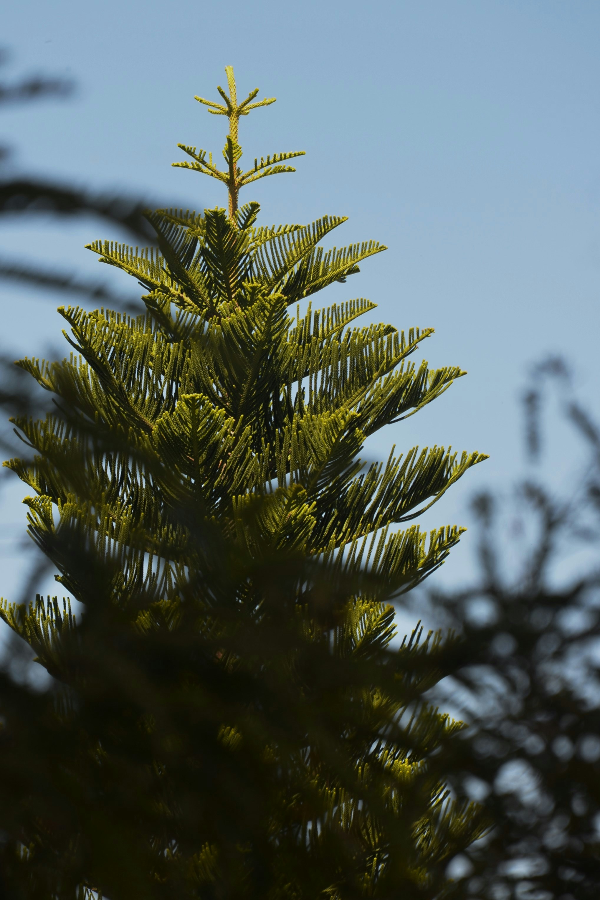 Evergreen Crown Reaching Toward a Clear Sky