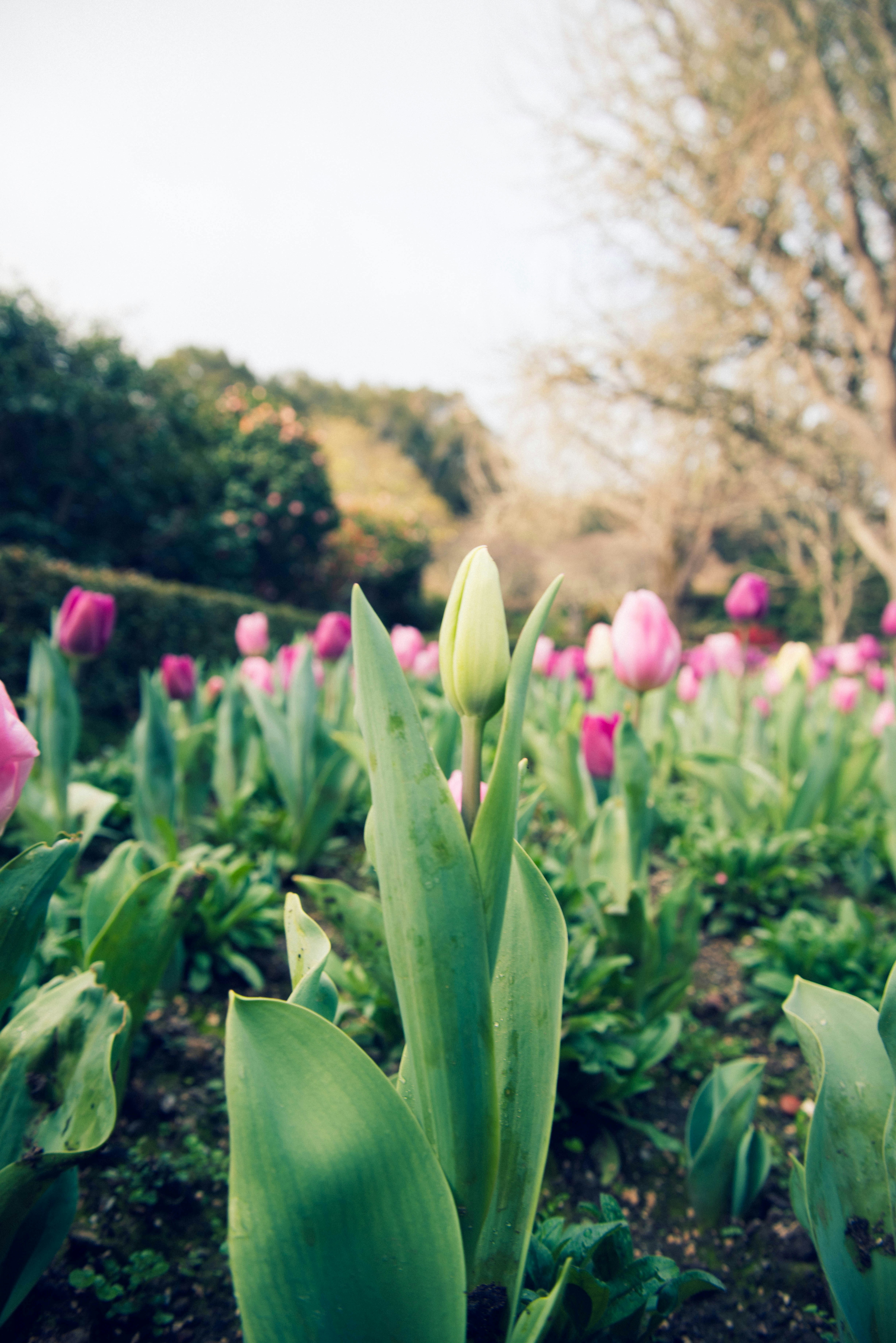 Tulip Bud in Focus: A Soft Morning in the Garden