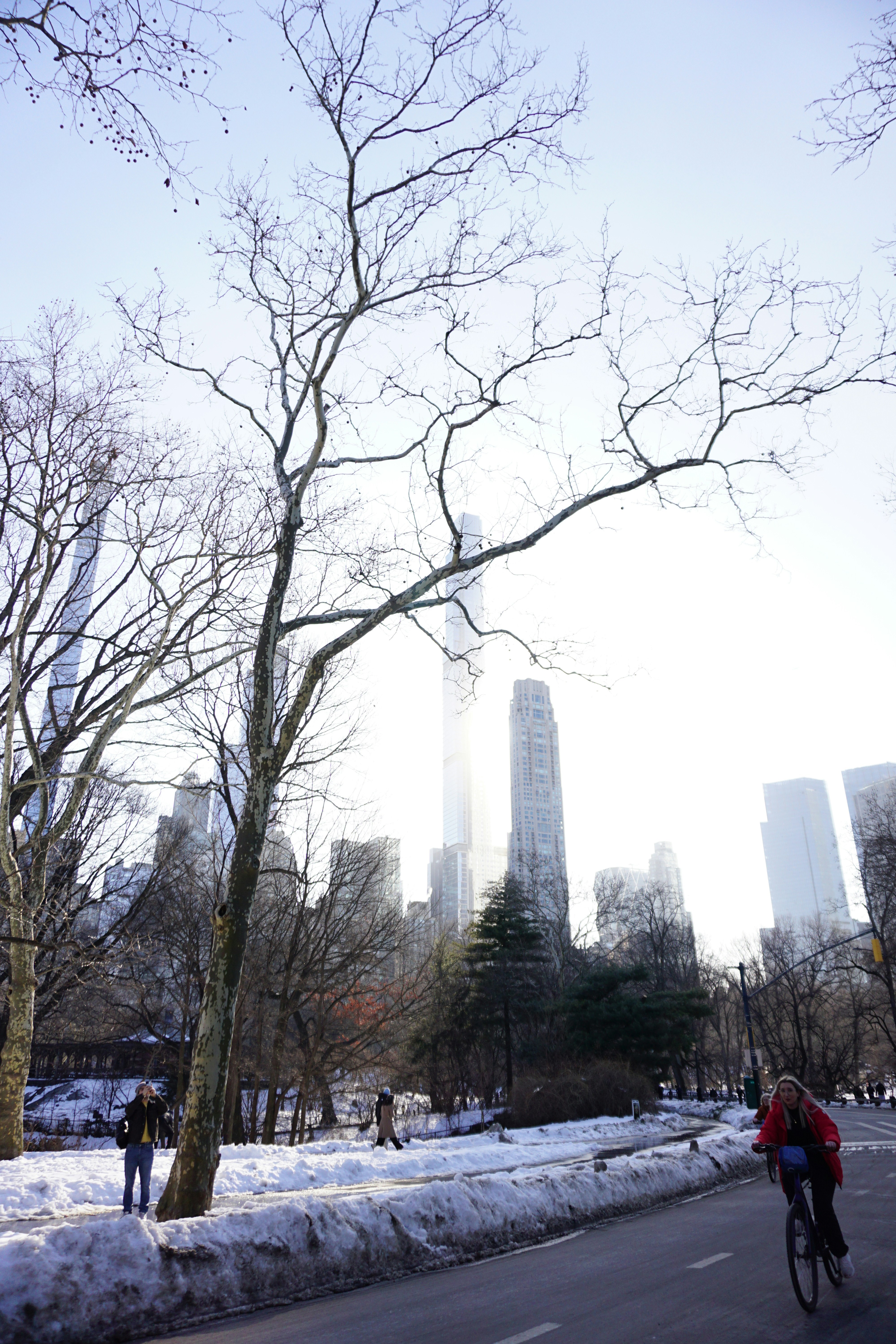 Winter Citylines Framed by Bare Branches