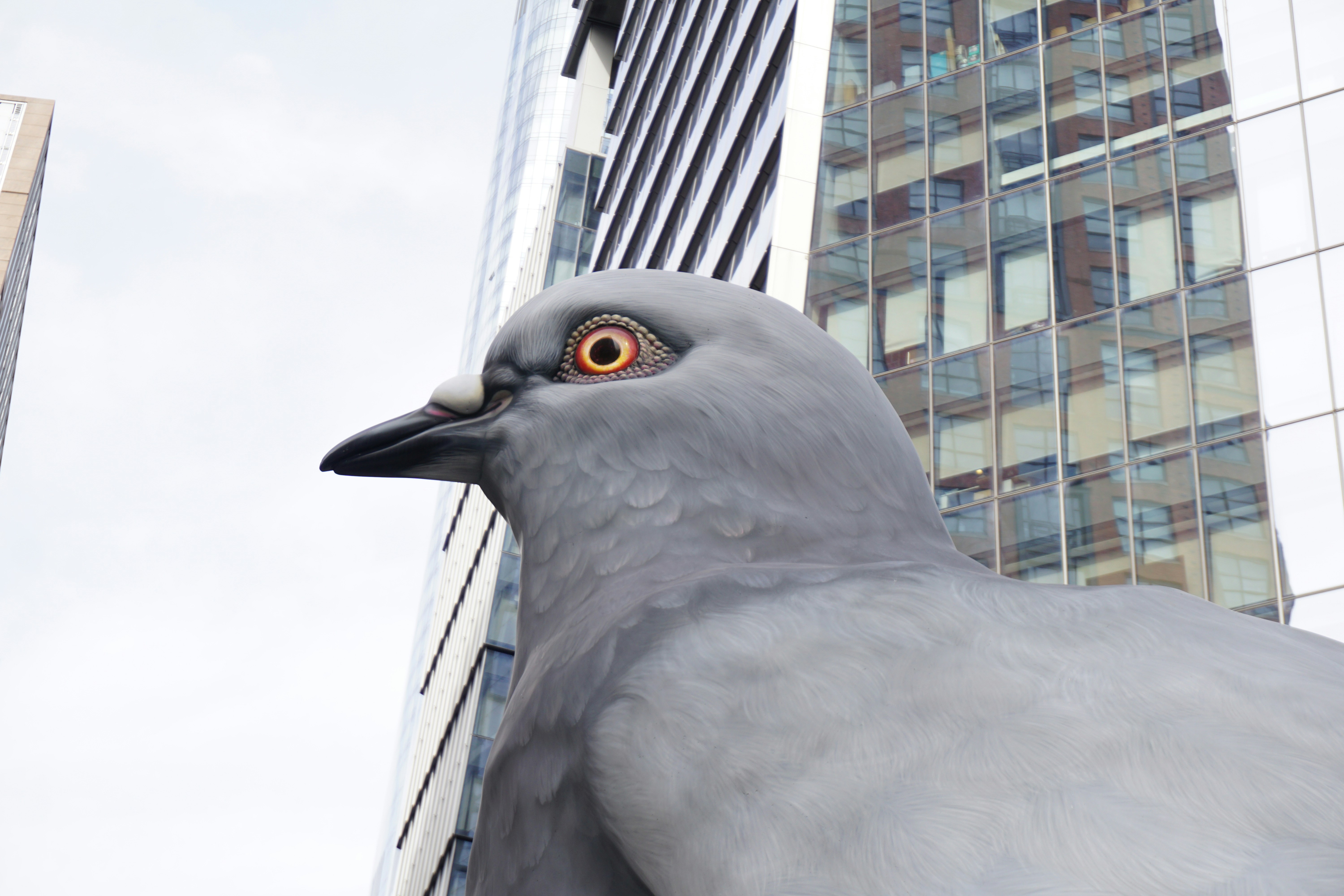Urban Gull Portrait: Eye of Steel Against Glass Skies