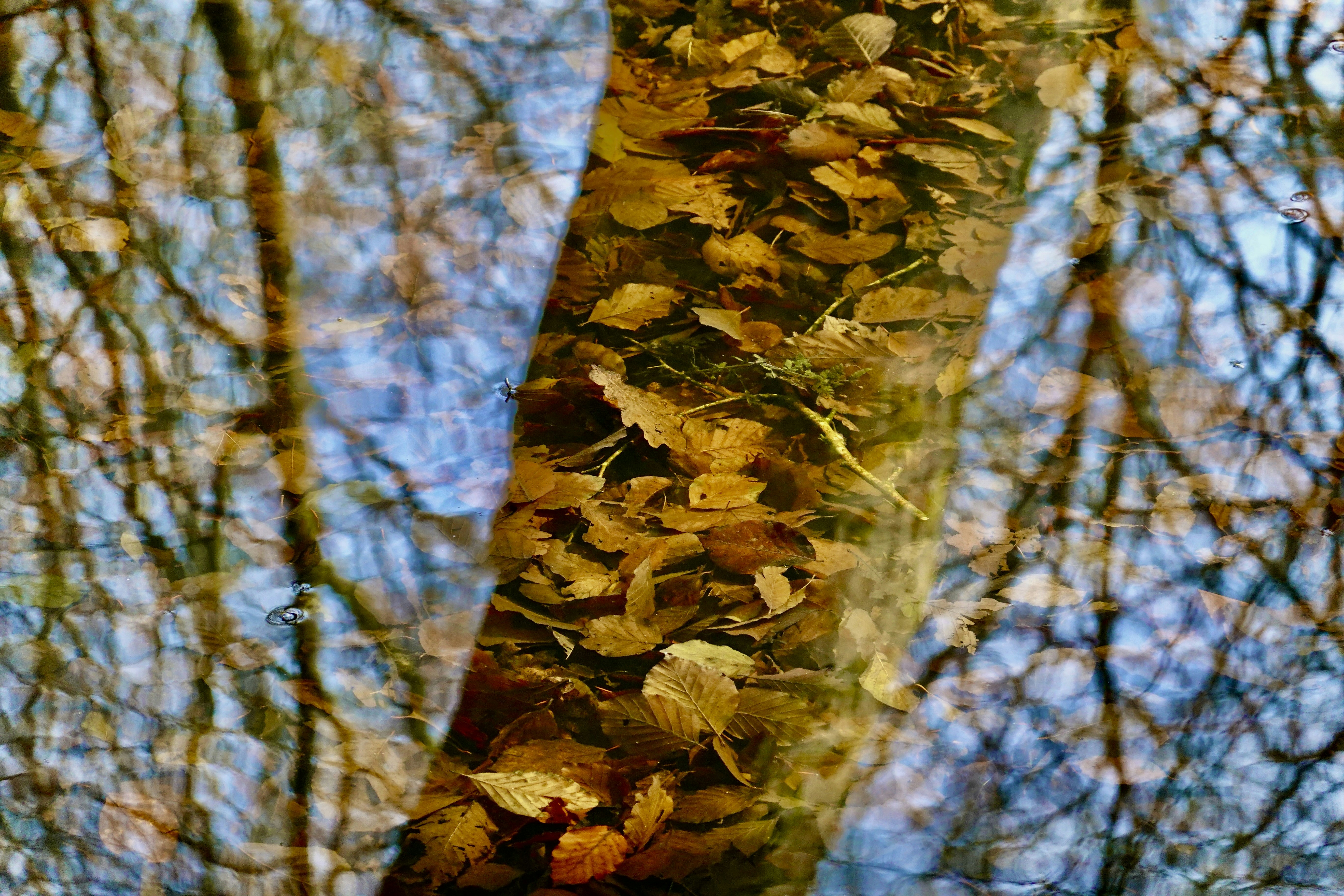 Autumn Mirror: Leaves Adrift on a Trunk in a Forest Reflected