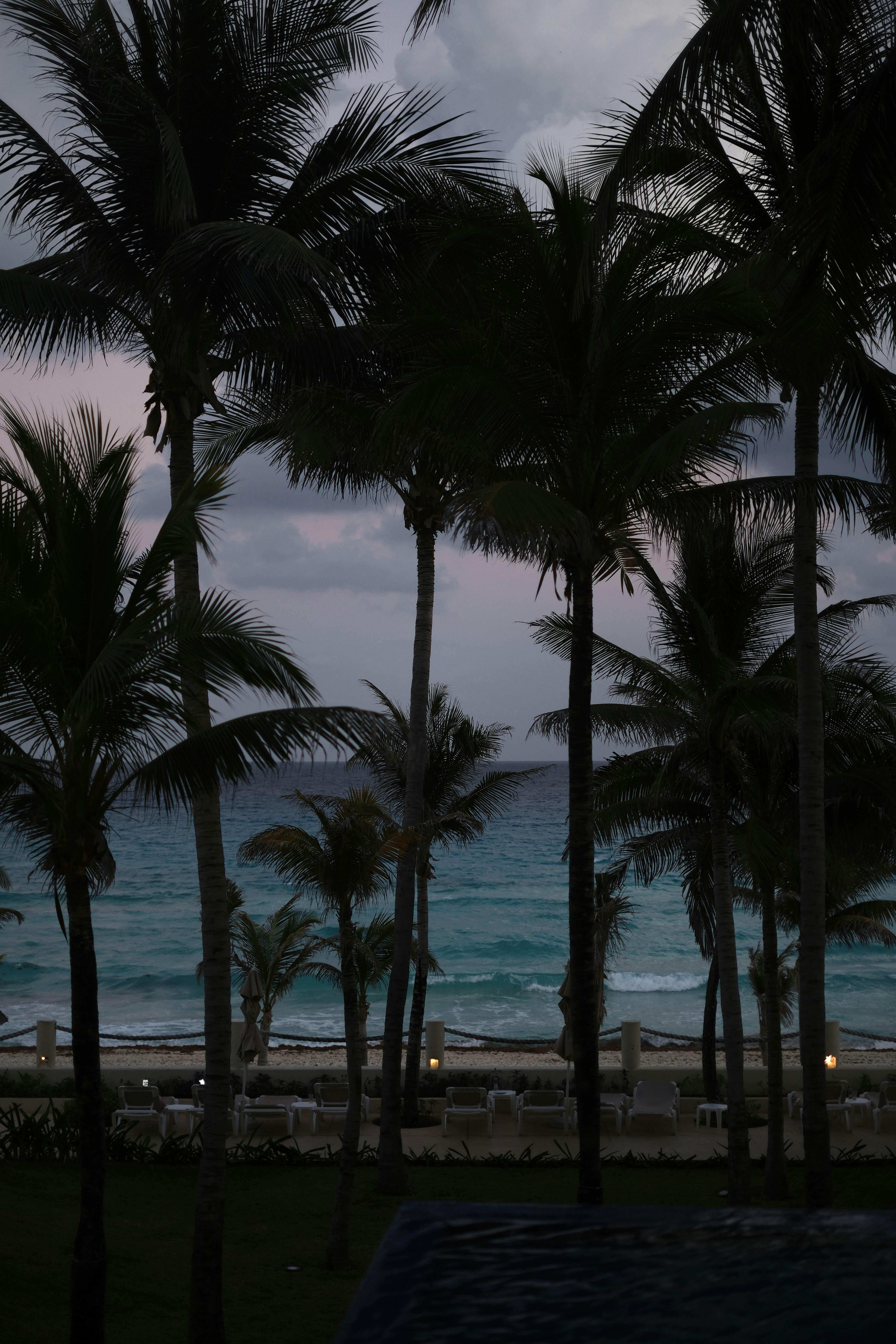 Dusk by the Palms: Ocean Veil Through Shoreline Silhouettes