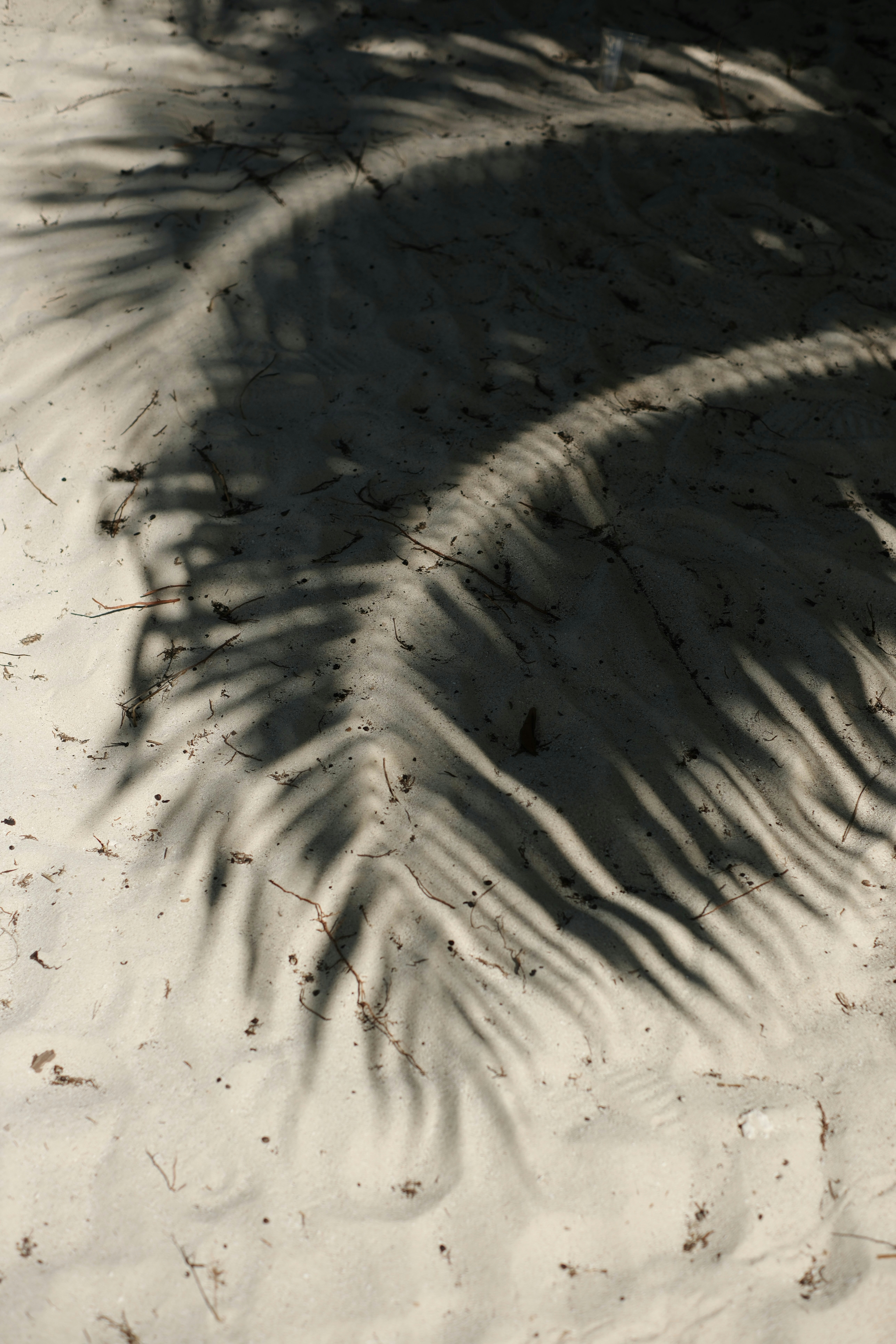 Shadowed Palm Ripples on Quiet Beach Sand