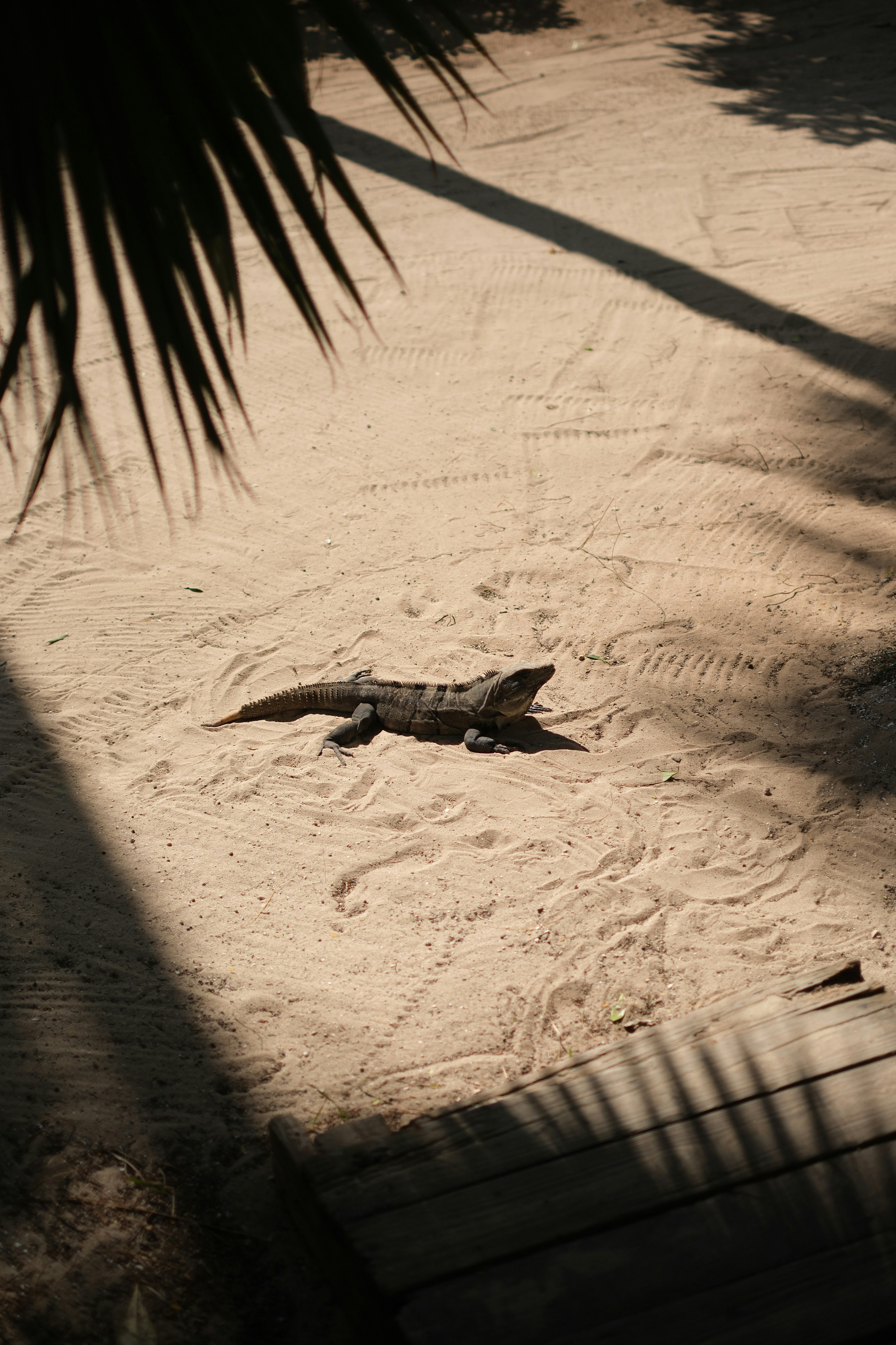 Desert Sand, Shadowed Reptile: A Caiman in the Shoreline Light