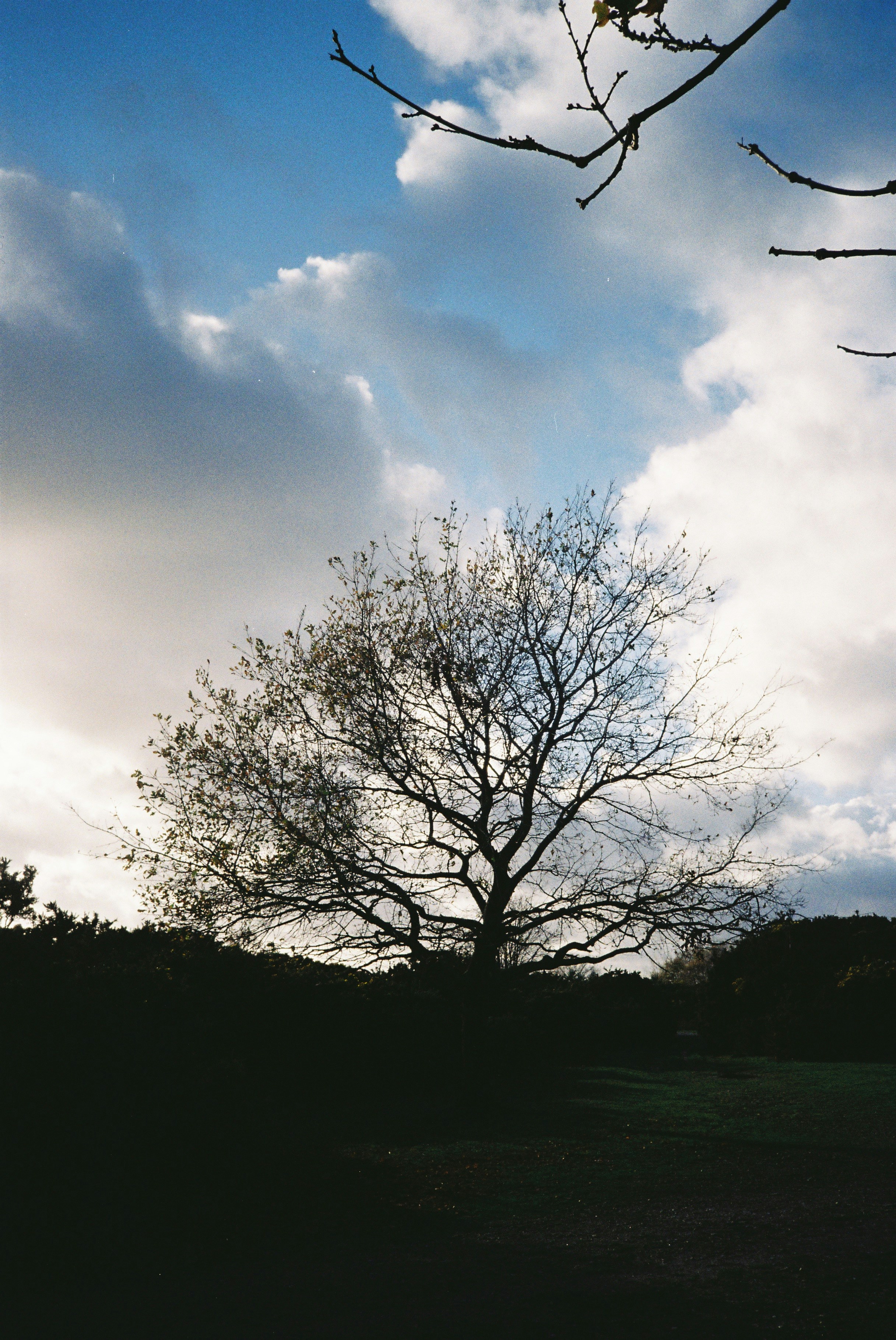 Caesar’s and Vineyard