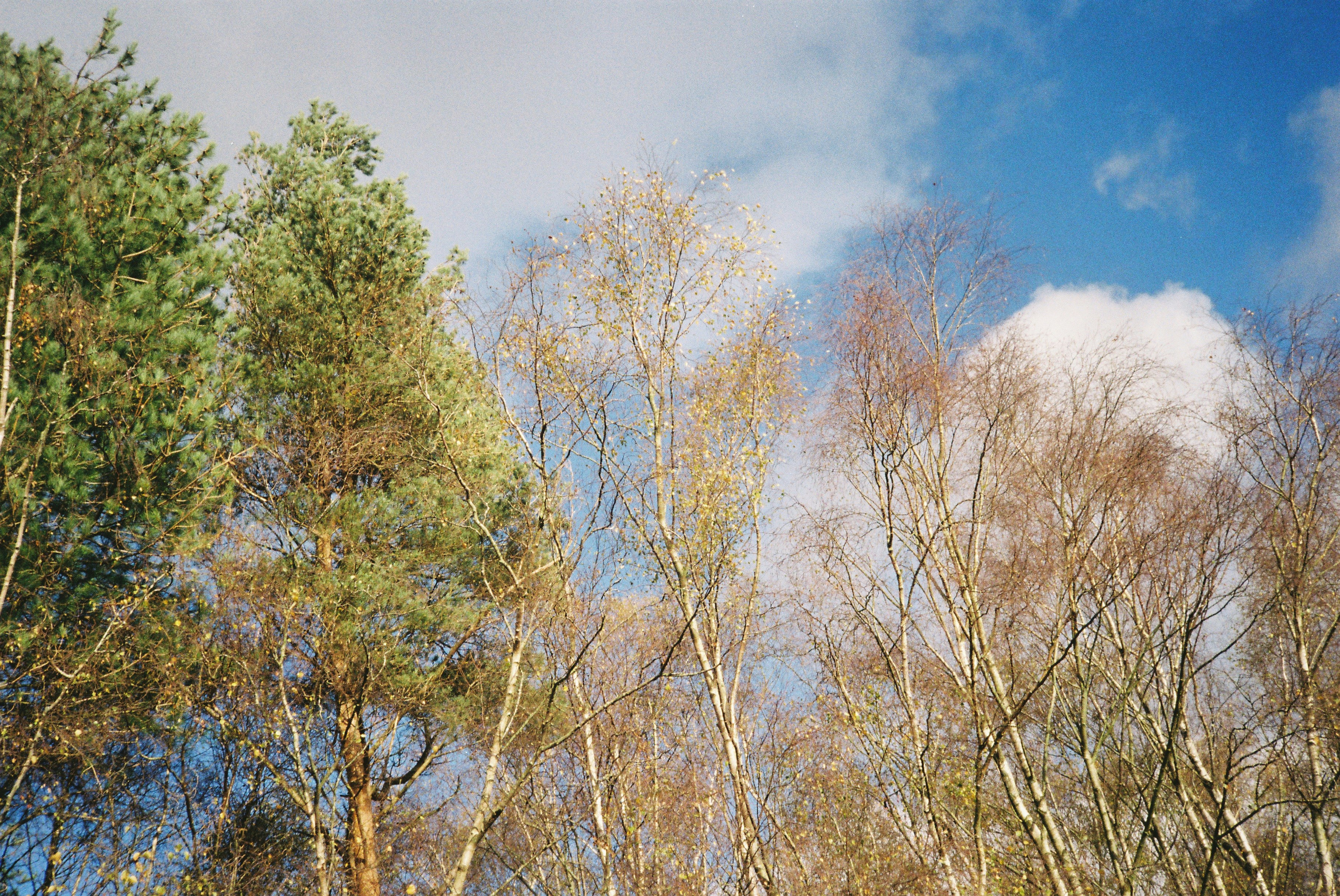 Bare trees and pine trees against a cloudy sky