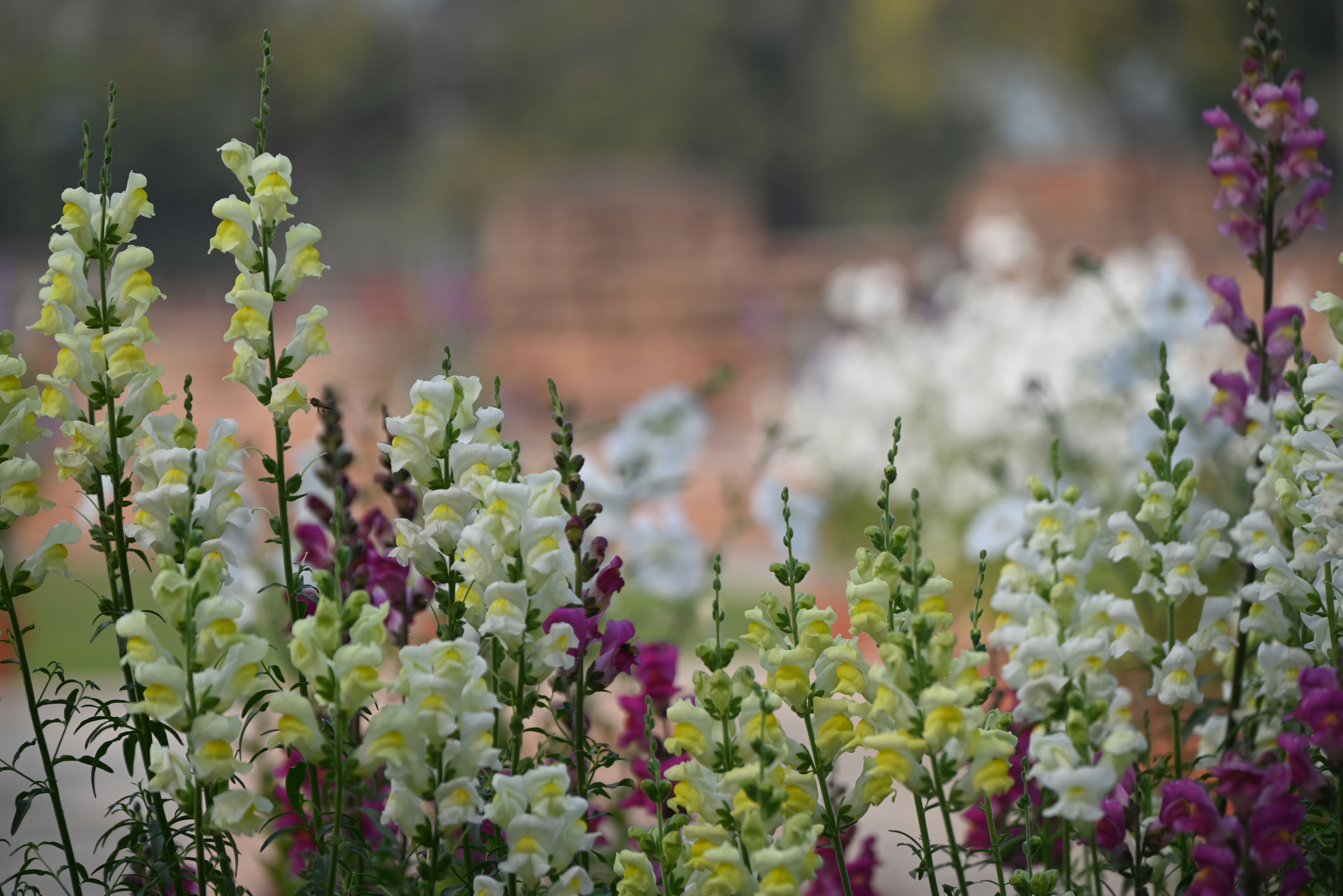 Sunlit Lyre-flowers Quietly Framing a Blooming Field