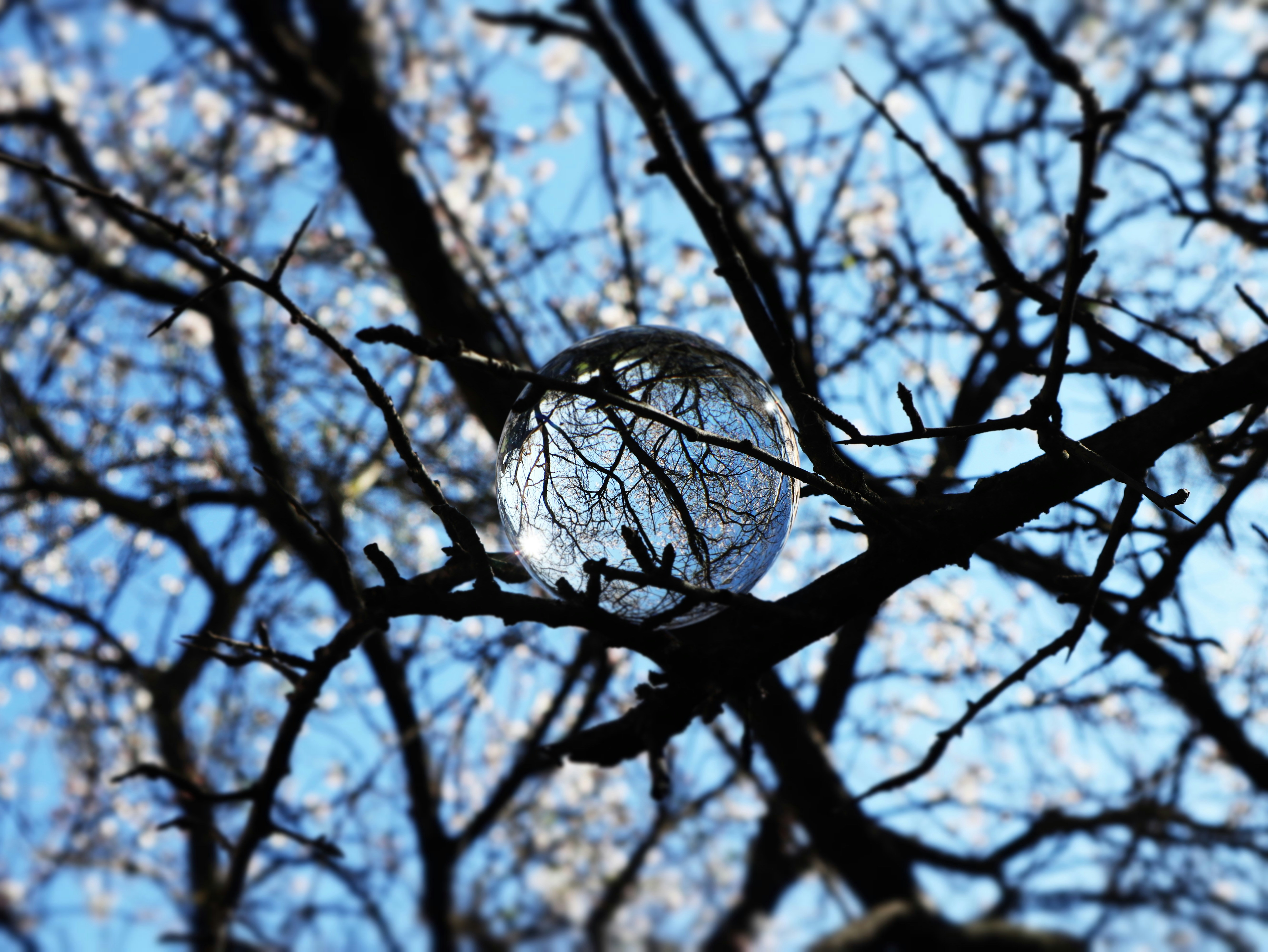Glass Sphere Among Bark: a Floating Perspective of Sky and Branches