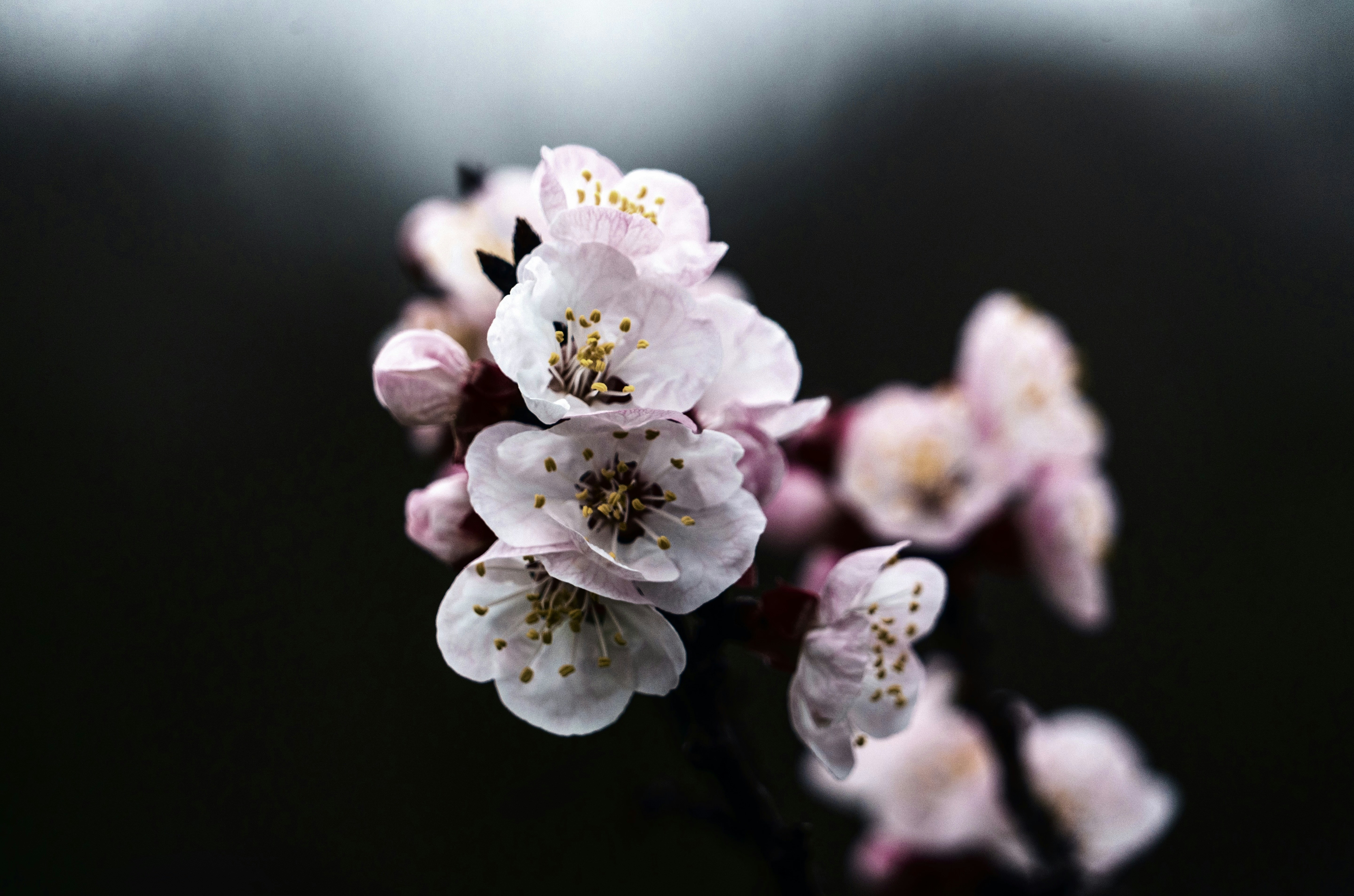 Blossoms in Focus: Pale Pink Sakura Against a Velvet Night