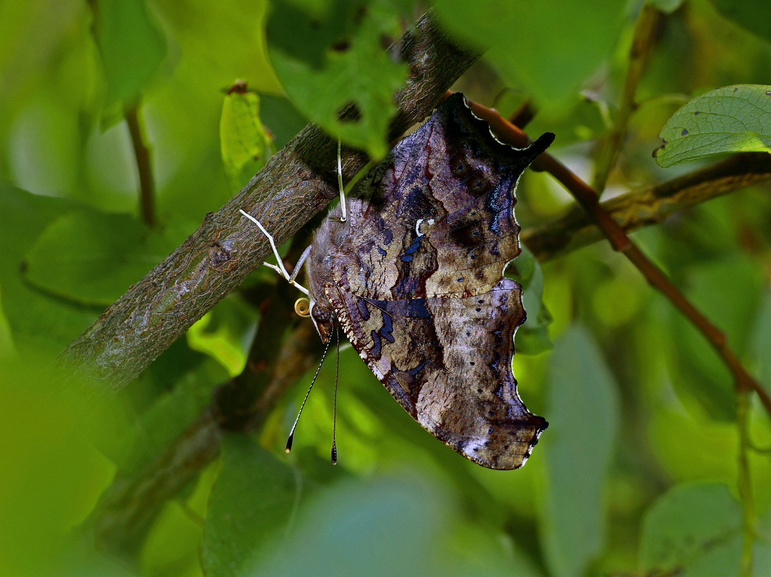 Tattered Wing and Green Veil: A Butterfly in Quiet Shade