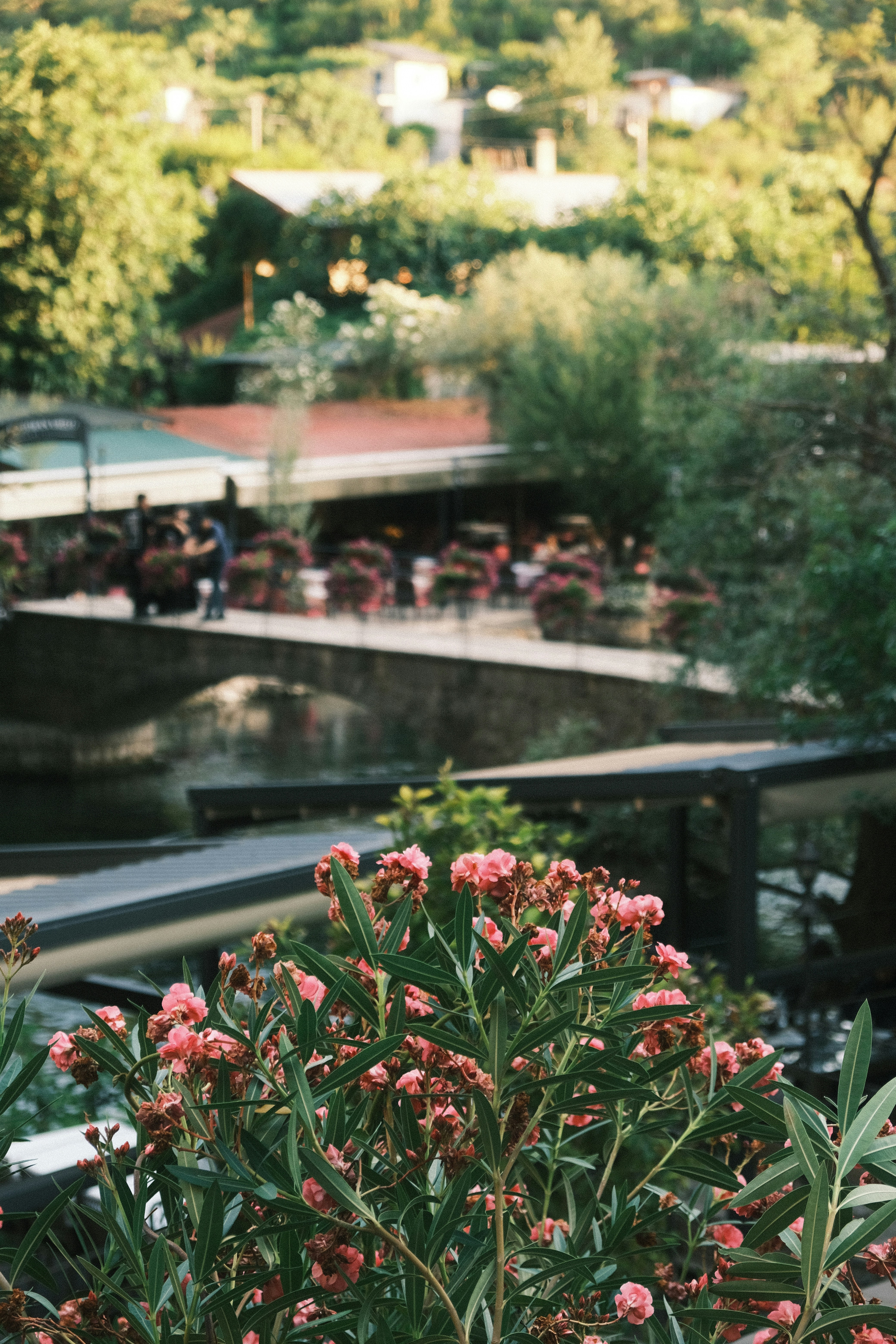 Pink Blossoms in a Riverside Garden Framed by Distant Shoreline
