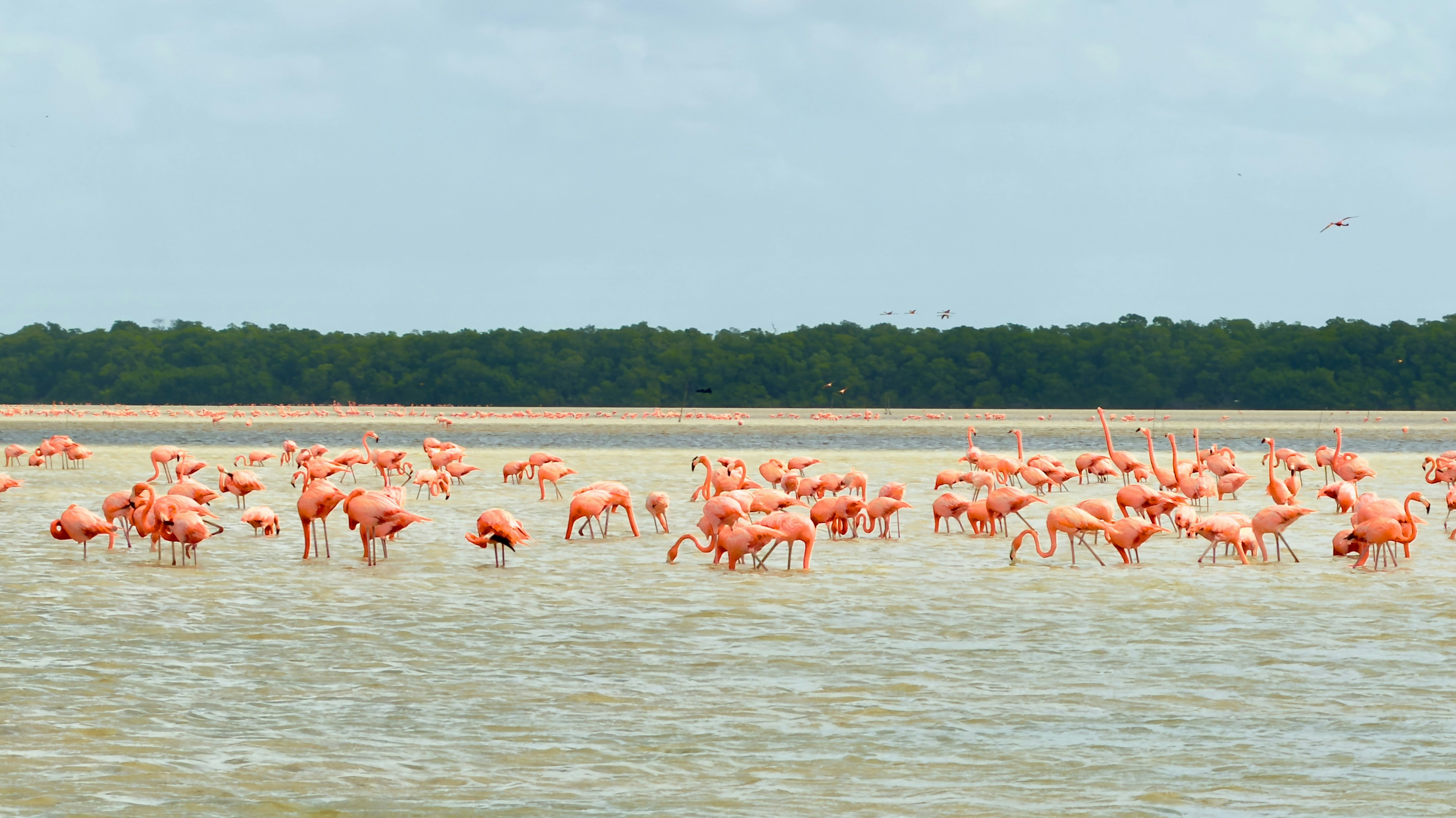Flamingo Chorus at Low Tide