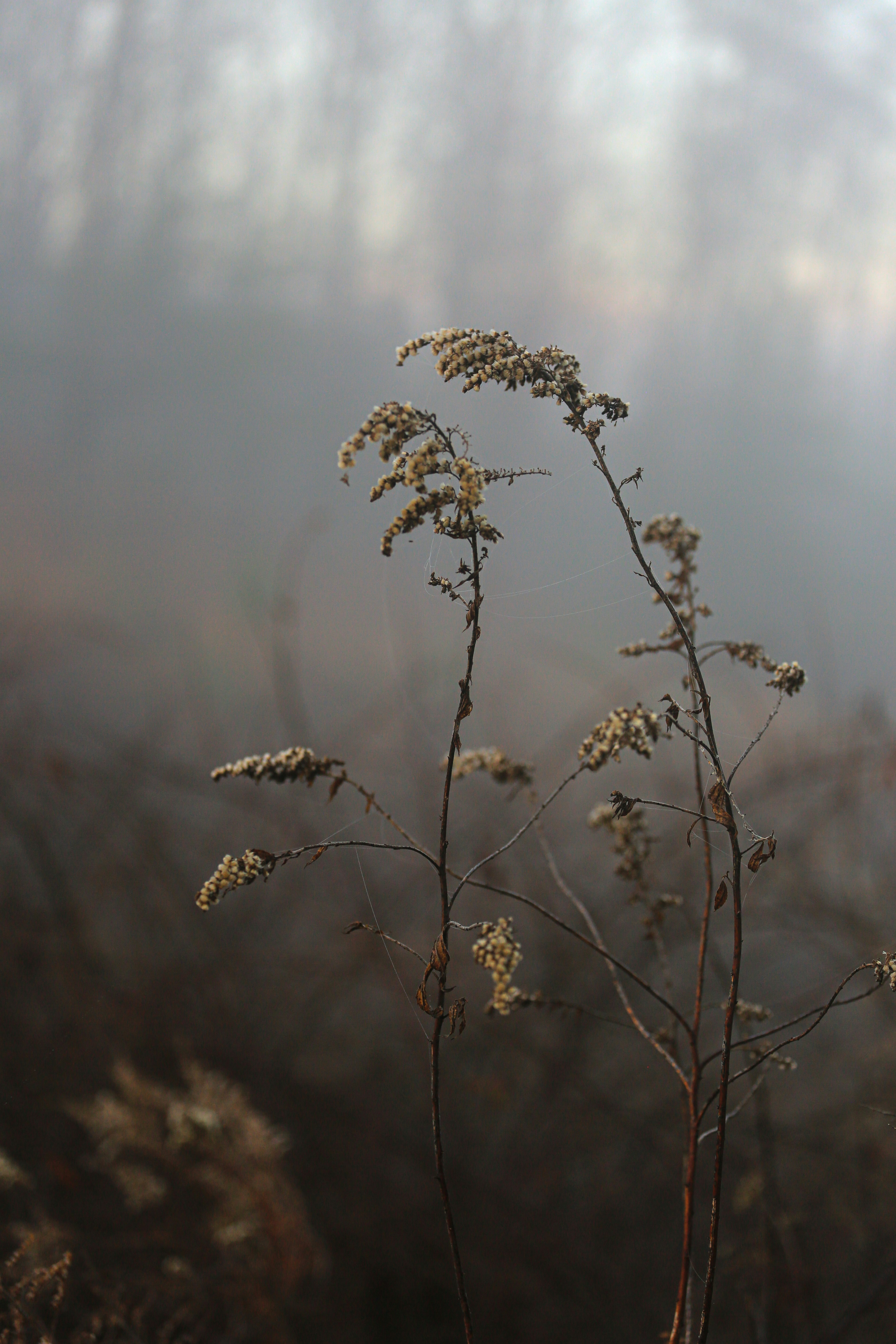 Withered Seedheads Reaching Through Mist