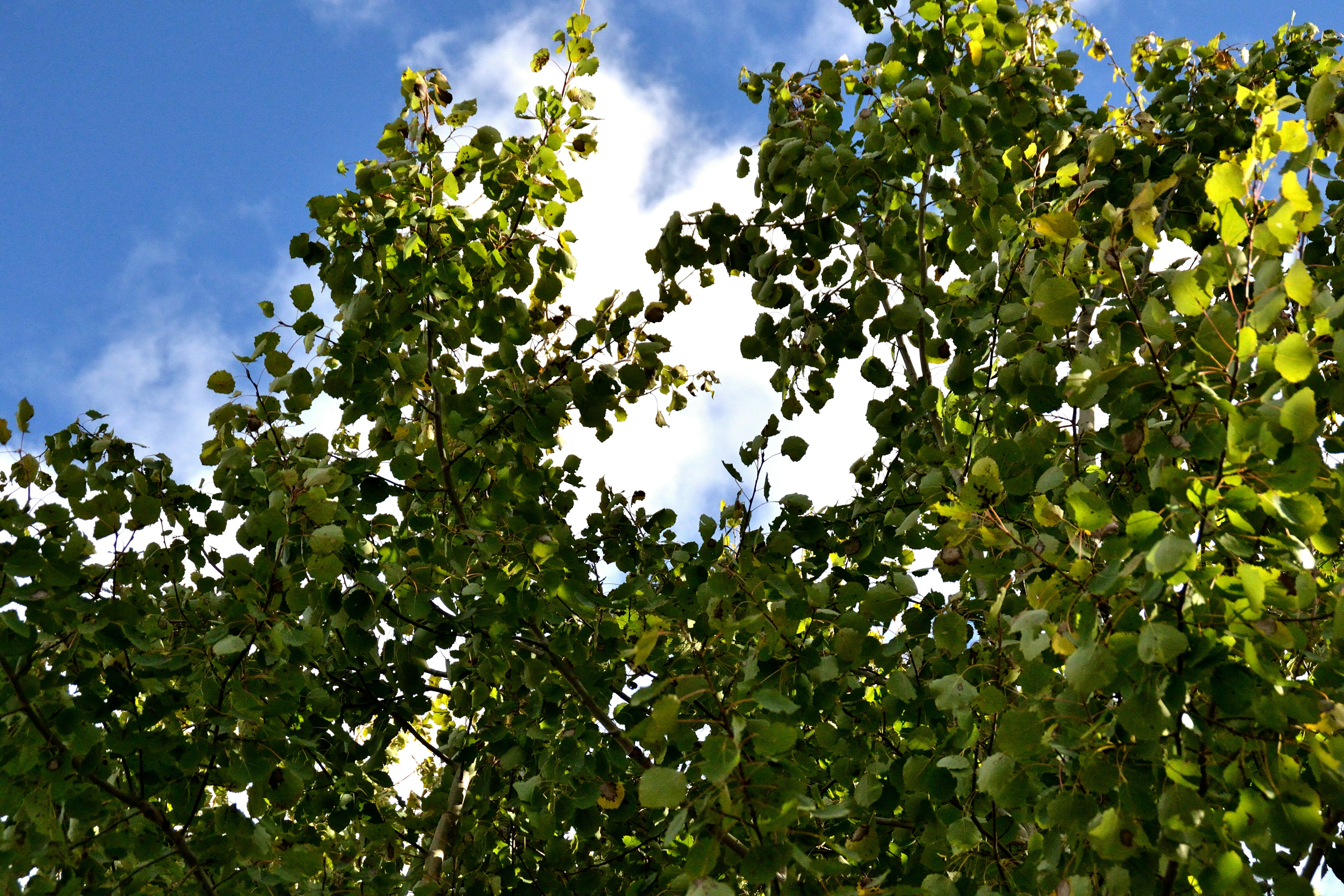 Sunlit Canopy Vista: Leaves Against a Clear Sky