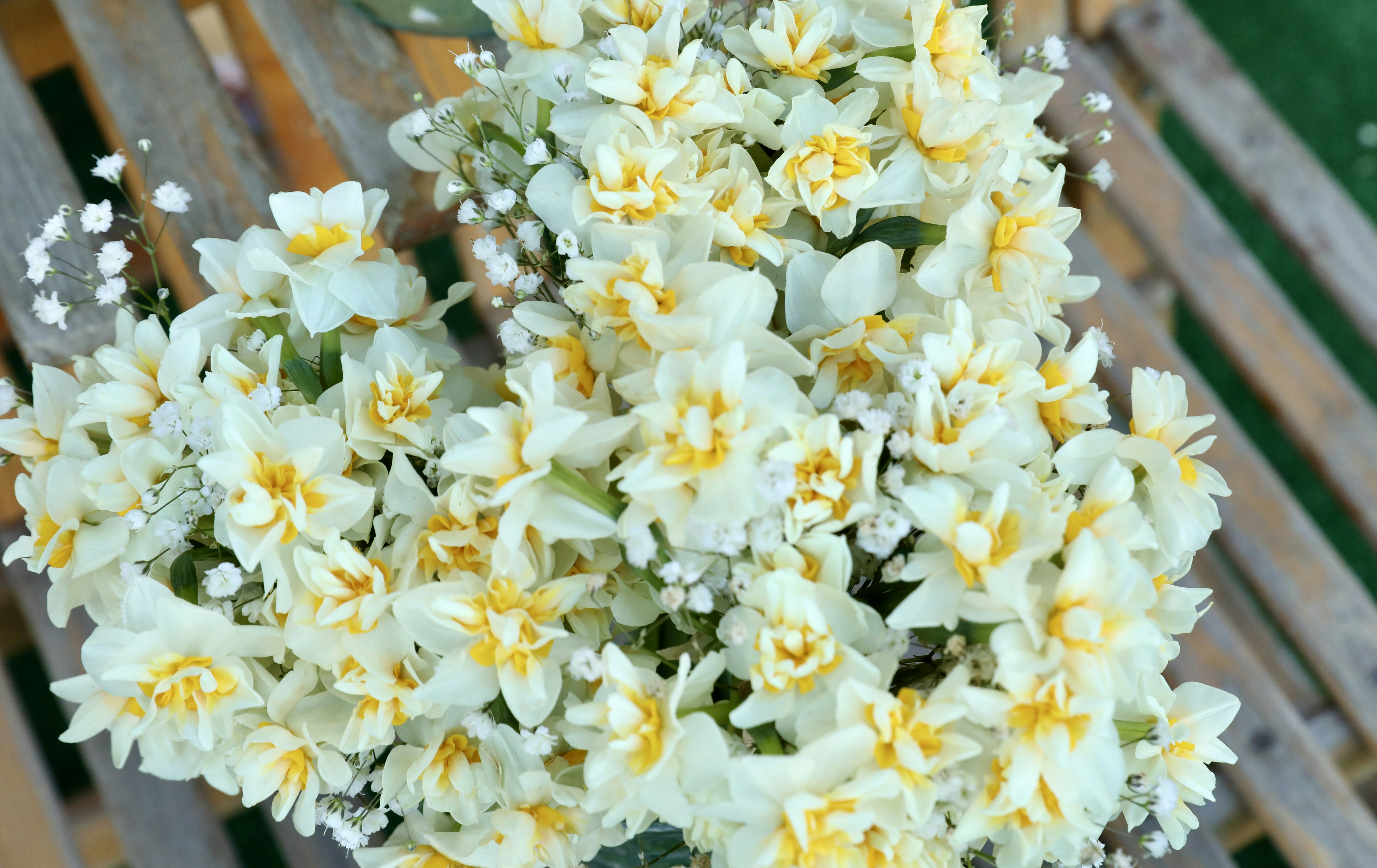 Sunlit Crown of Cream and Gold: A Bouquet of Daffodils from Above