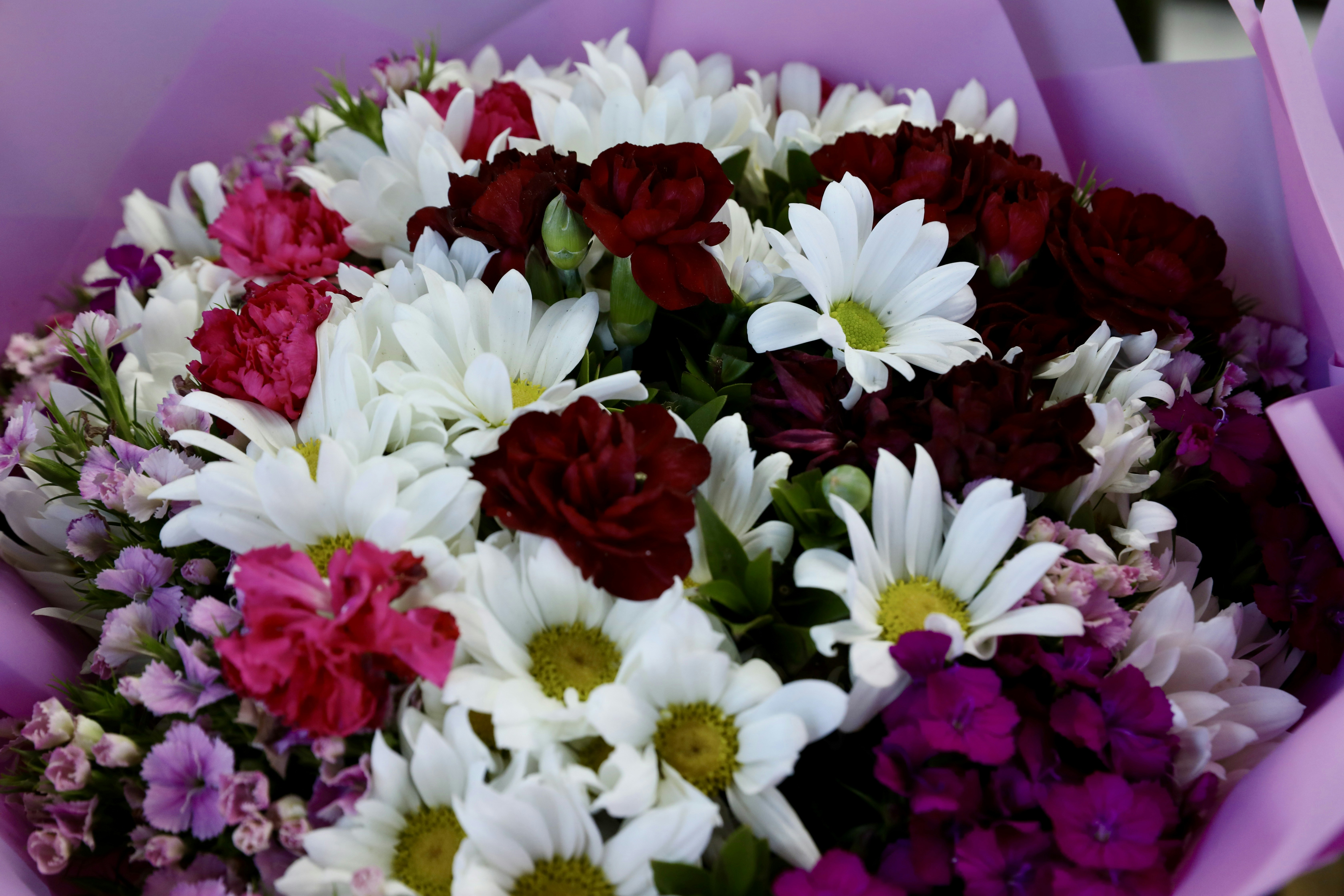 A Burst of White Daisies and Crimson Roses in Soft Pink Wrap